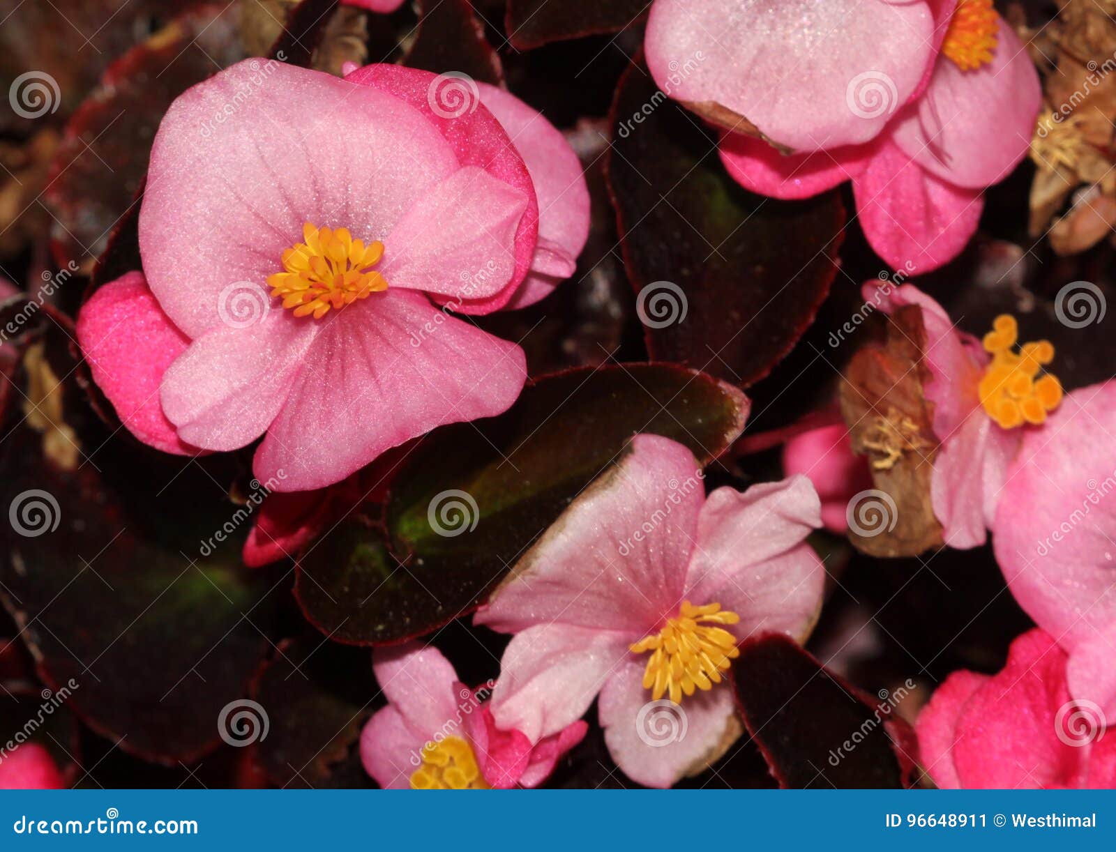 Begonia Semperflorens Cultorum-Rosa Stockbild - Bild von blumen, rosa ...