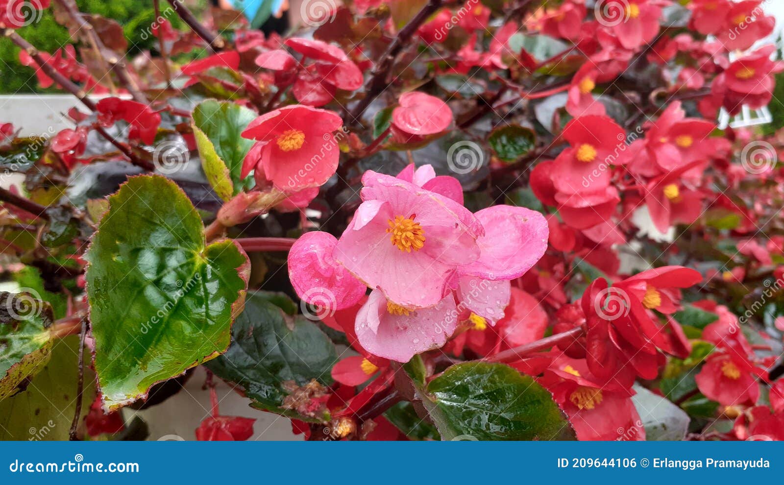 Begonia Semperflorens or Wax Begonia after Rainy Day Stock Photo ...