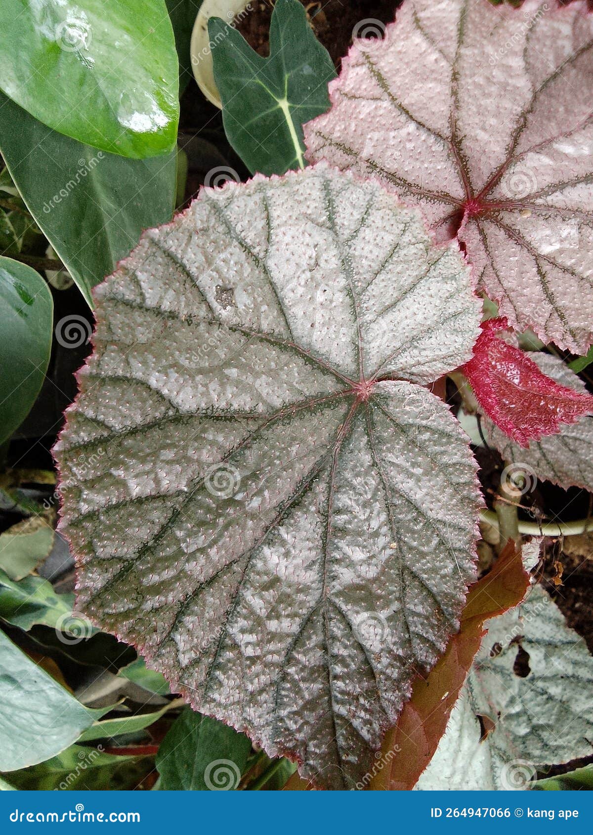 Begonia Silver so Beautiful Stock Photo - Image of wildflower ...