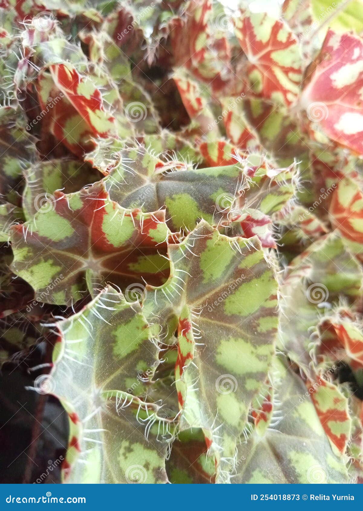 Begonia Tiger Ornamental Plant with a Unique Texture and Leaf Shape ...