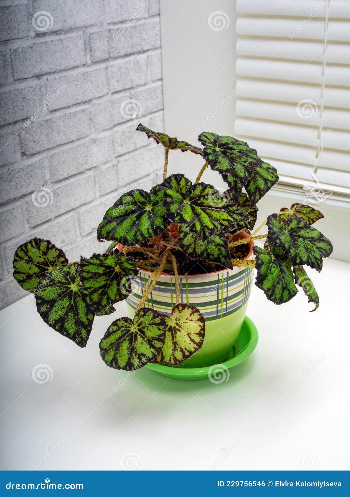 Begonia Tiger Paws or Eyelash Stock Photo - Image of bush, house: 229756546