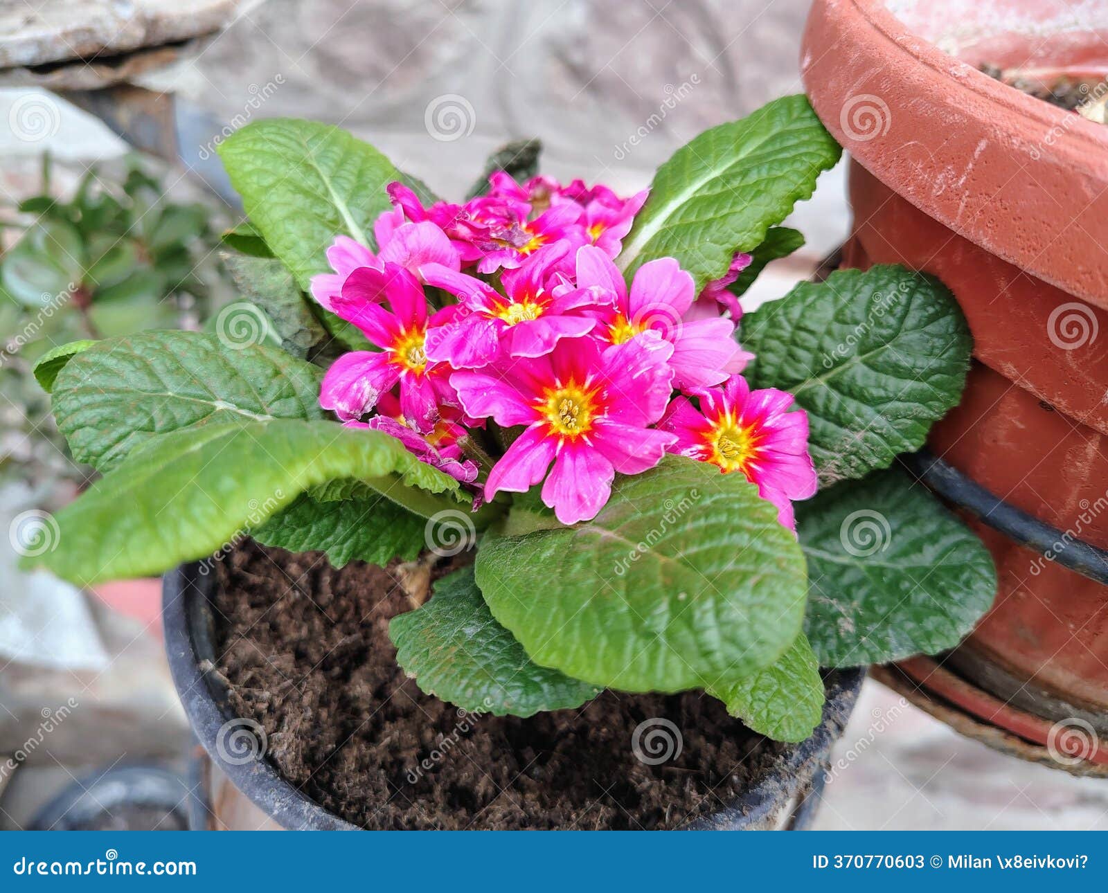 Begonia Tree With White Background. Beautiful House Plant. Beautiful ...