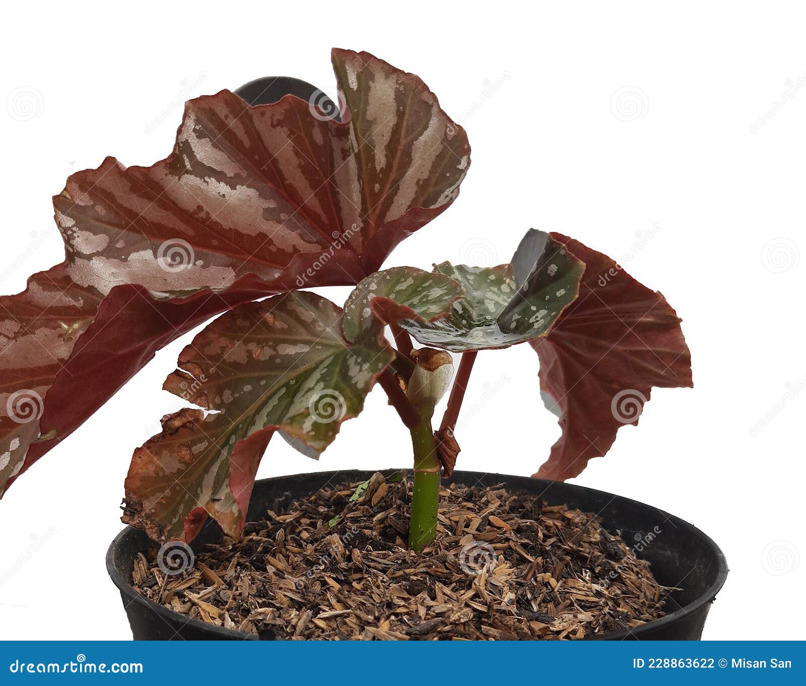 Begonia Tree With White Background. Beautiful House Plant. Beautiful ...