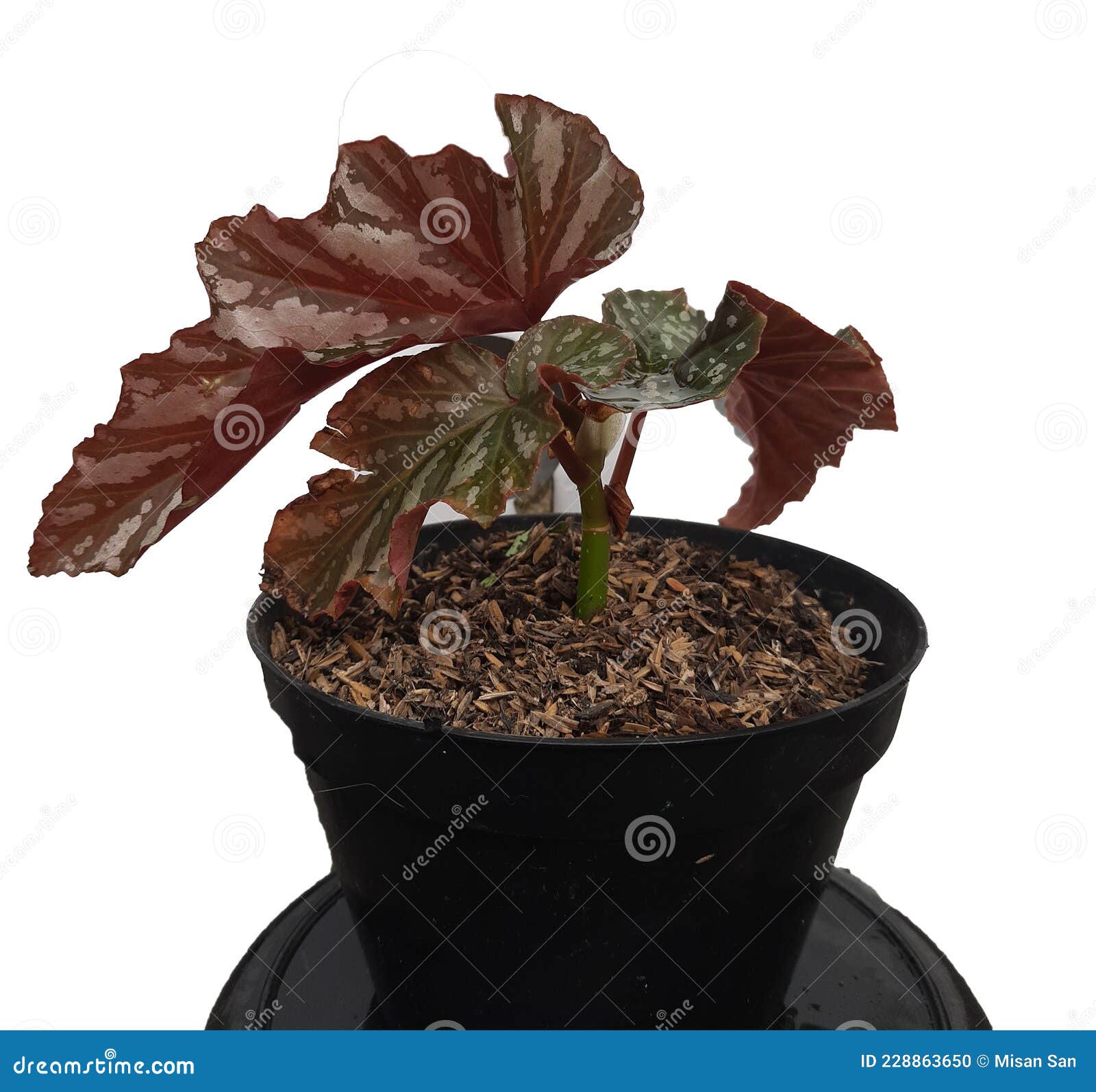 Begonia Tree With White Background. Beautiful House Plant. Beautiful ...