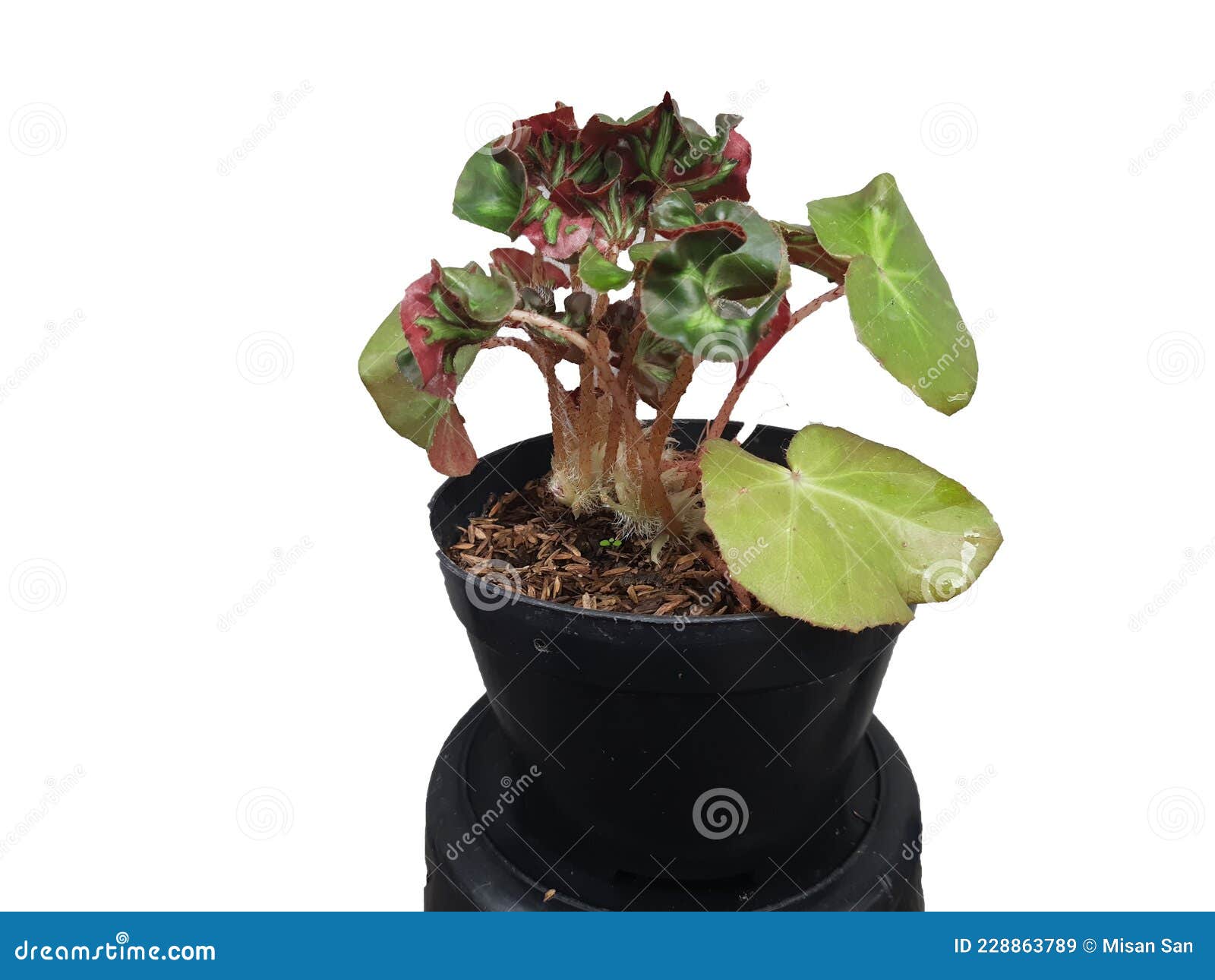 Begonia Tree with White Background. Beautiful House Plant Stock Image ...