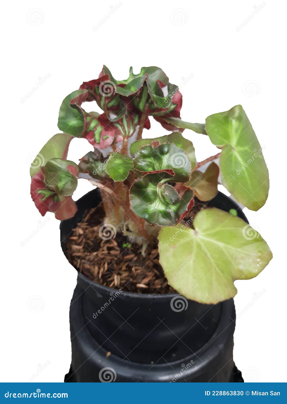 Begonia Tree with White Background. Beautiful House Plant Stock Photo ...