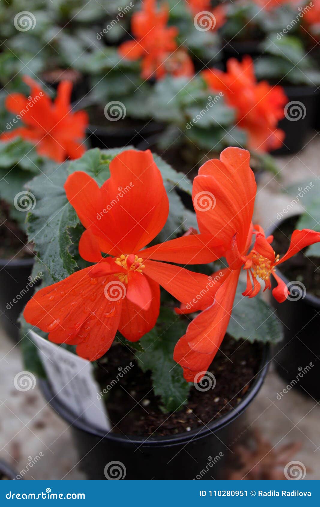Begonia. Unique Begonia Flowers Field. Begonia in Pots. Floral Pattern ...