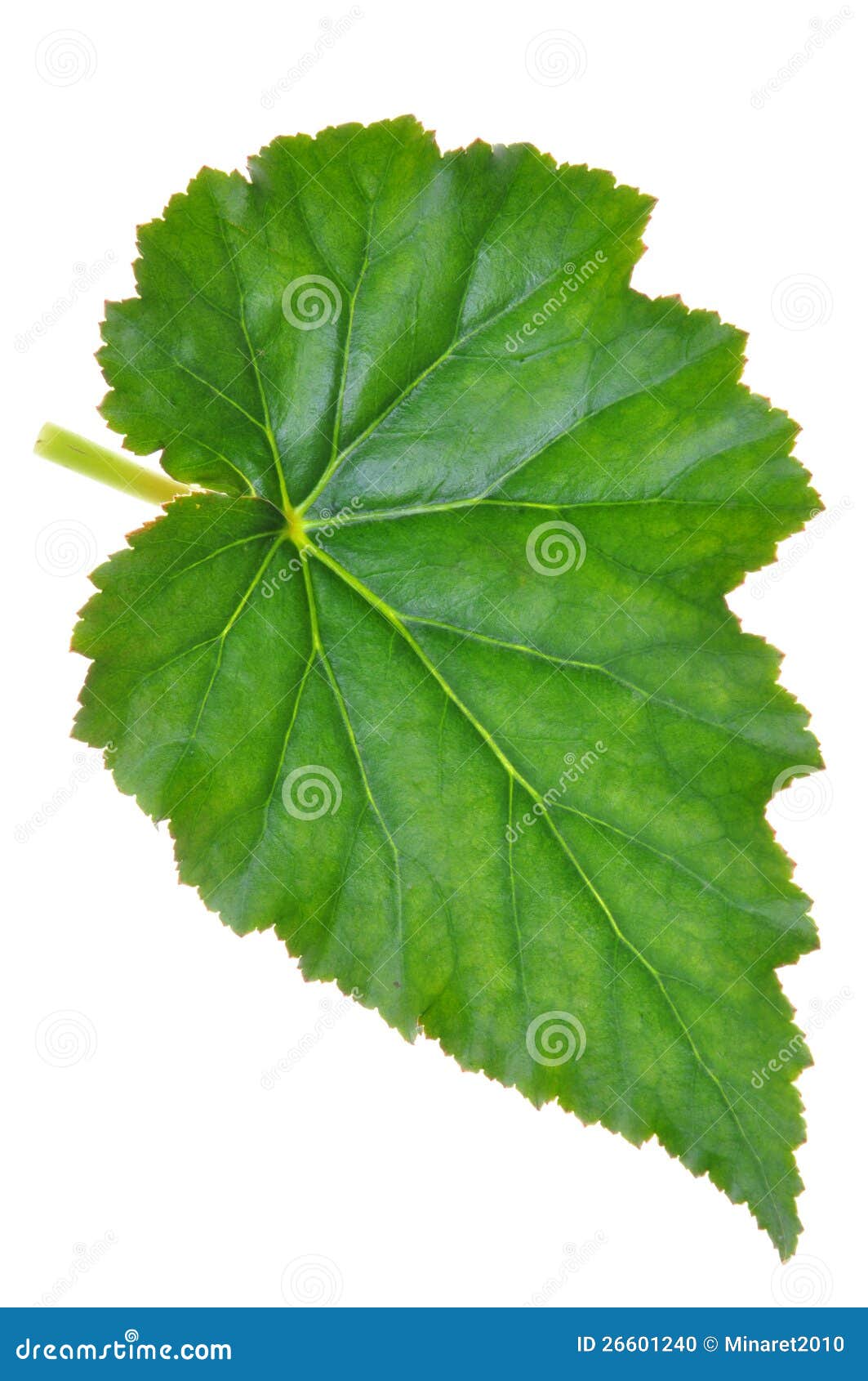 Begonia verde de la hoja foto de archivo. Imagen de marco - 26601240