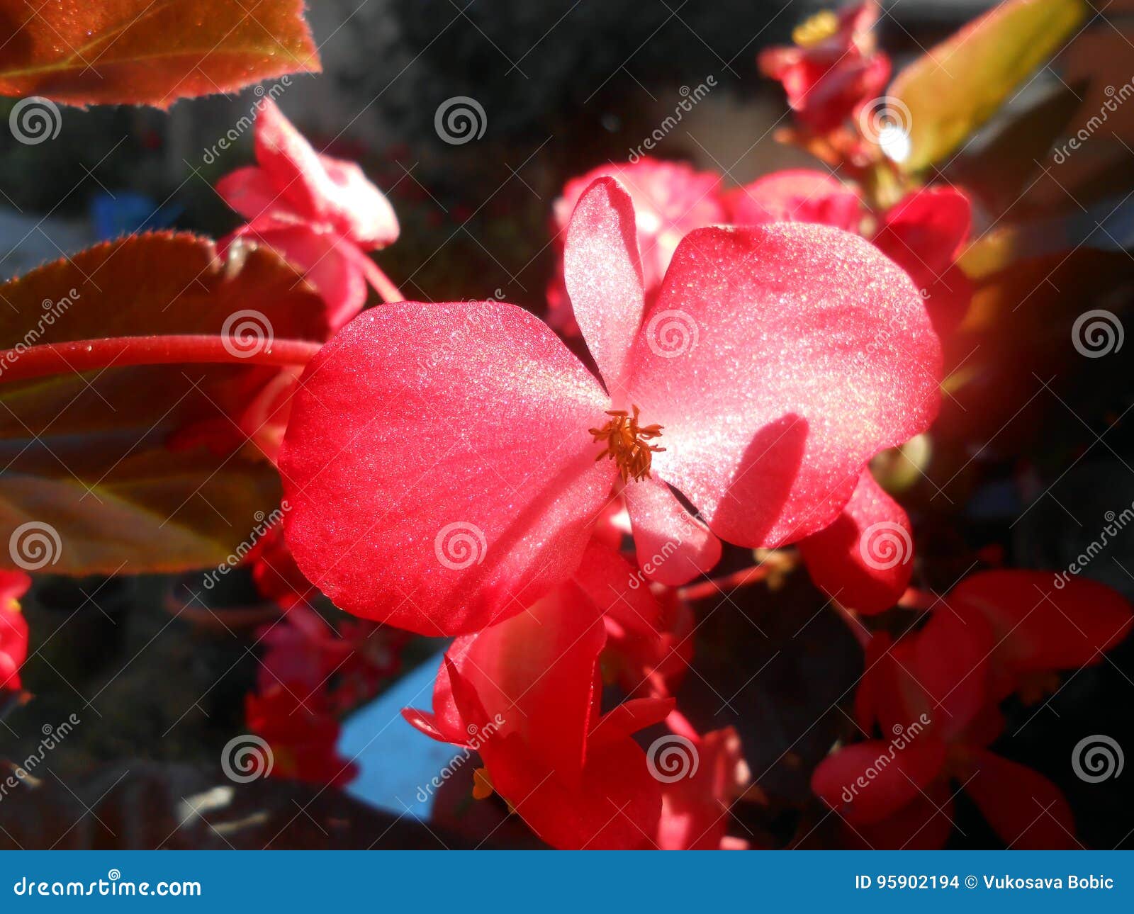 Begonia, Whopper Red Bronze Leaf Stock Photo - Image of begonia ...