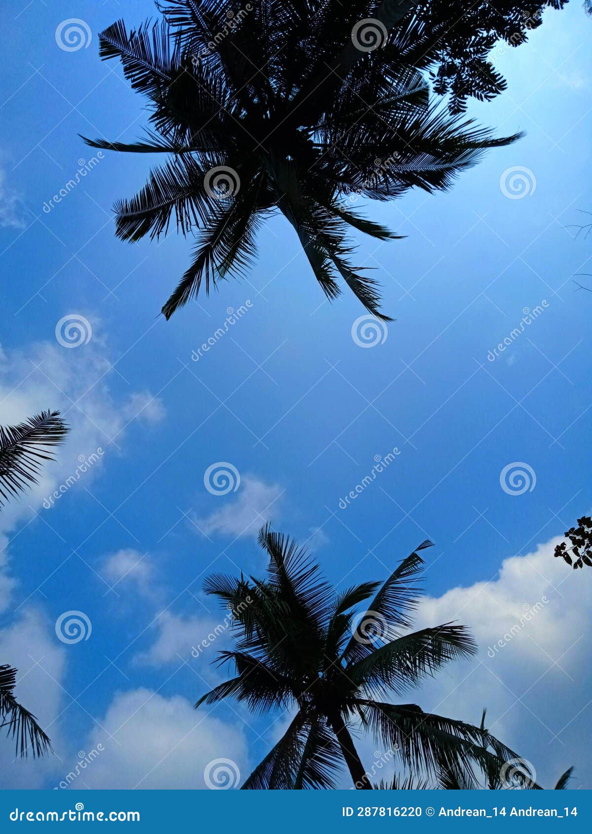 Begraund Blue Clouds and Two Coconut Trees Stock Photo - Image of ...