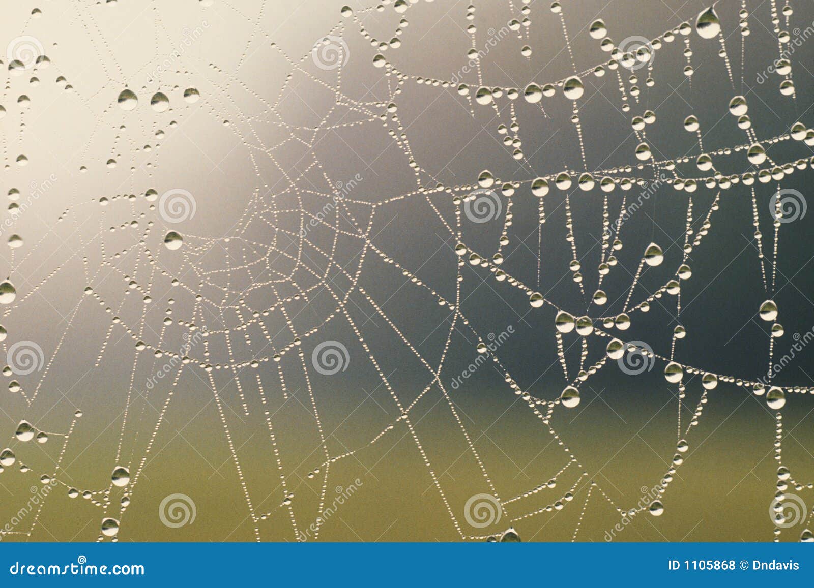Behandelde dauw stock foto. Image of spiderwebben, water - 1105868
