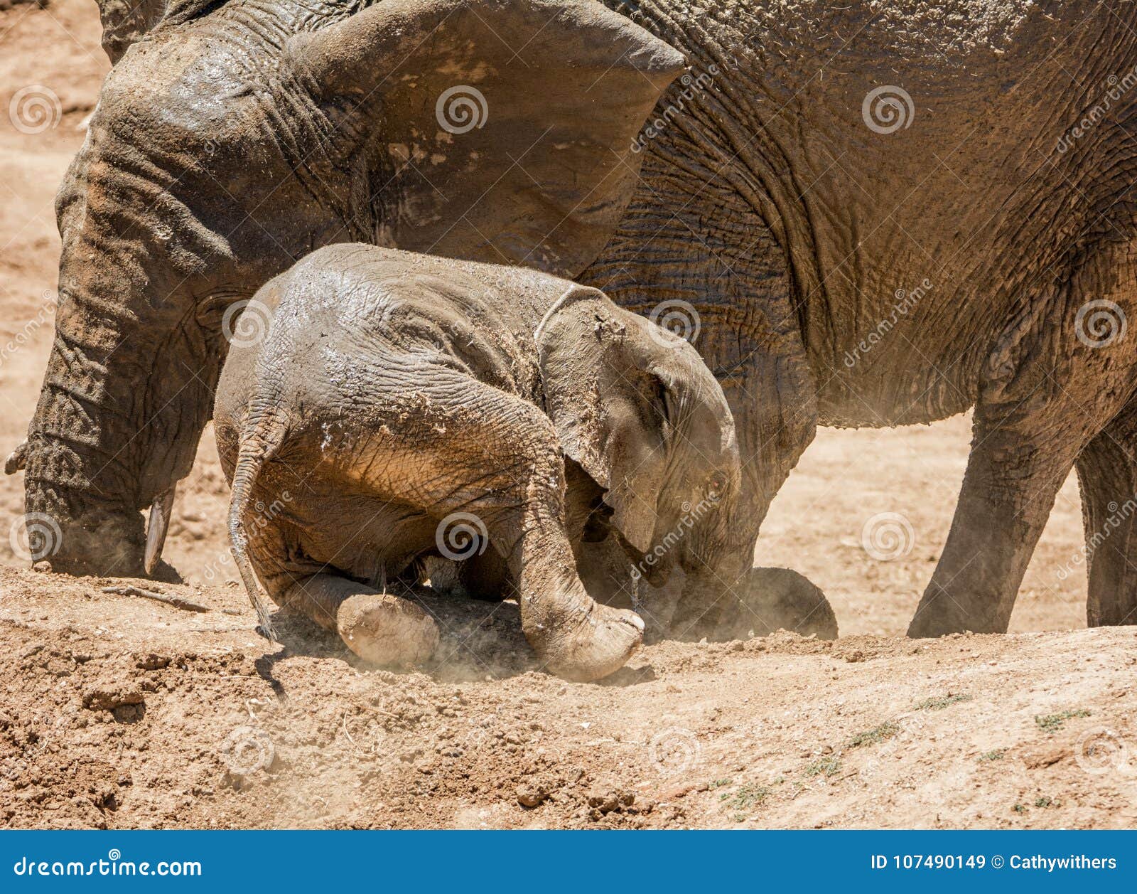 Behandla Som Ett Barn Afrikansk Elefant 2 Fotografering för Bildbyråer ...
