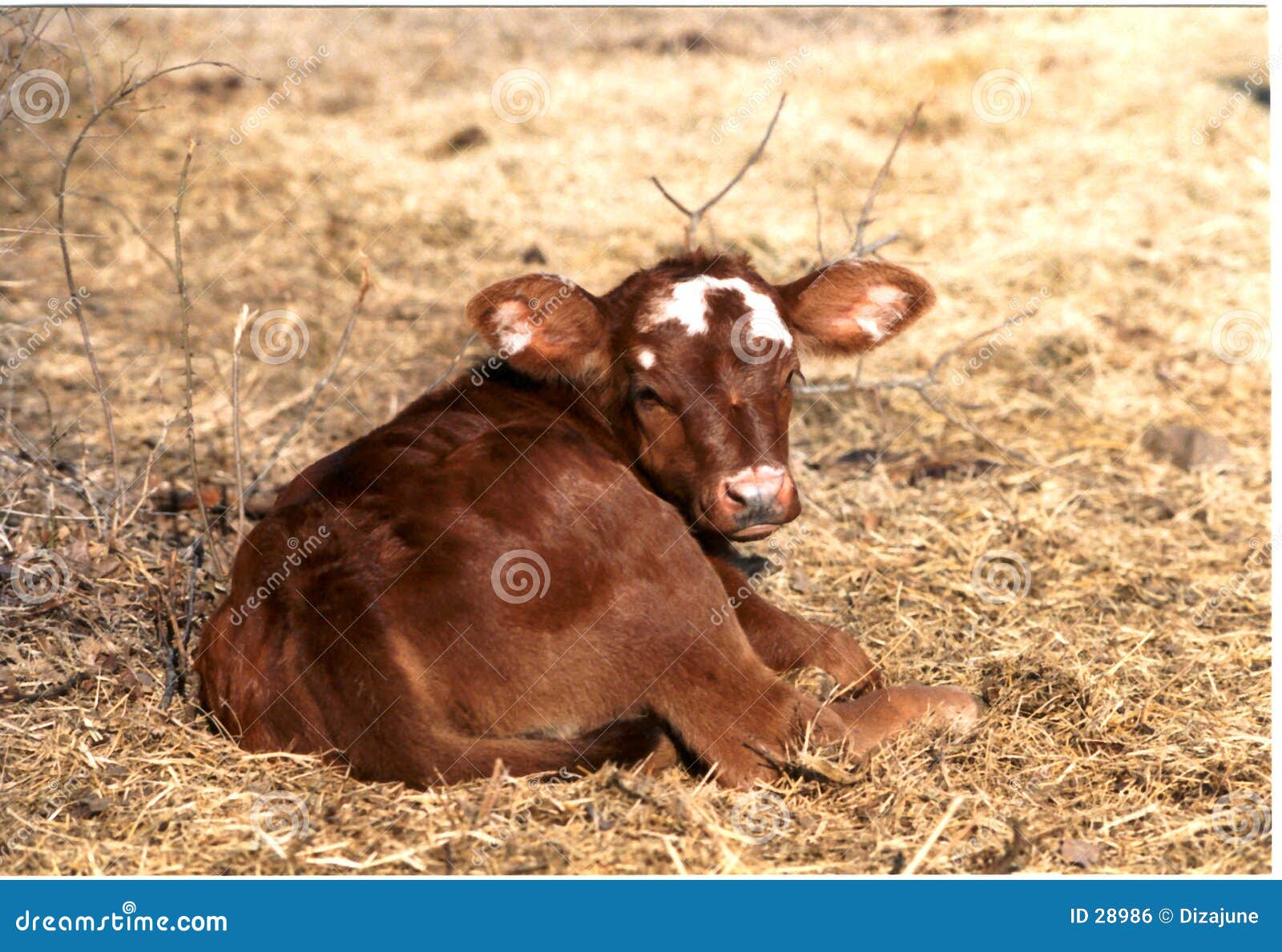 Behandla Som Ett Barn Kalven Arkivfoto - Bild av soligt, ligga: 28986