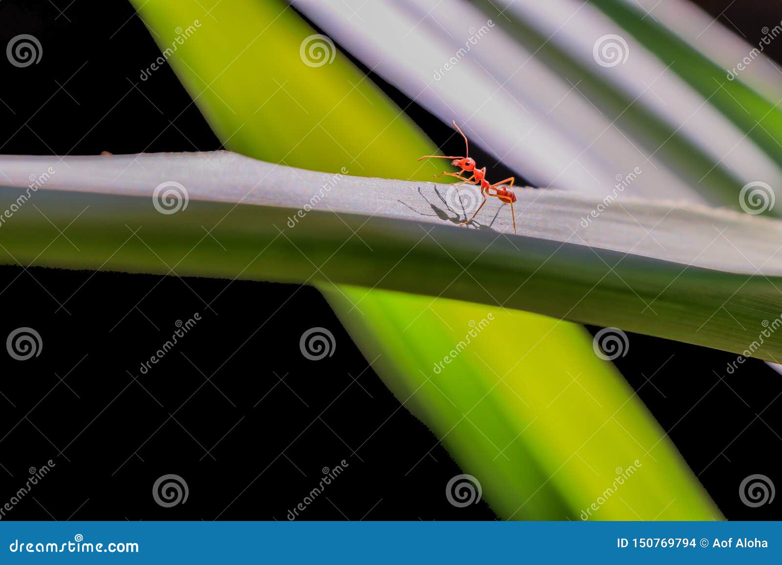 Behavior of Ant.Worker Ant are There Walking in Green Leave with in ...