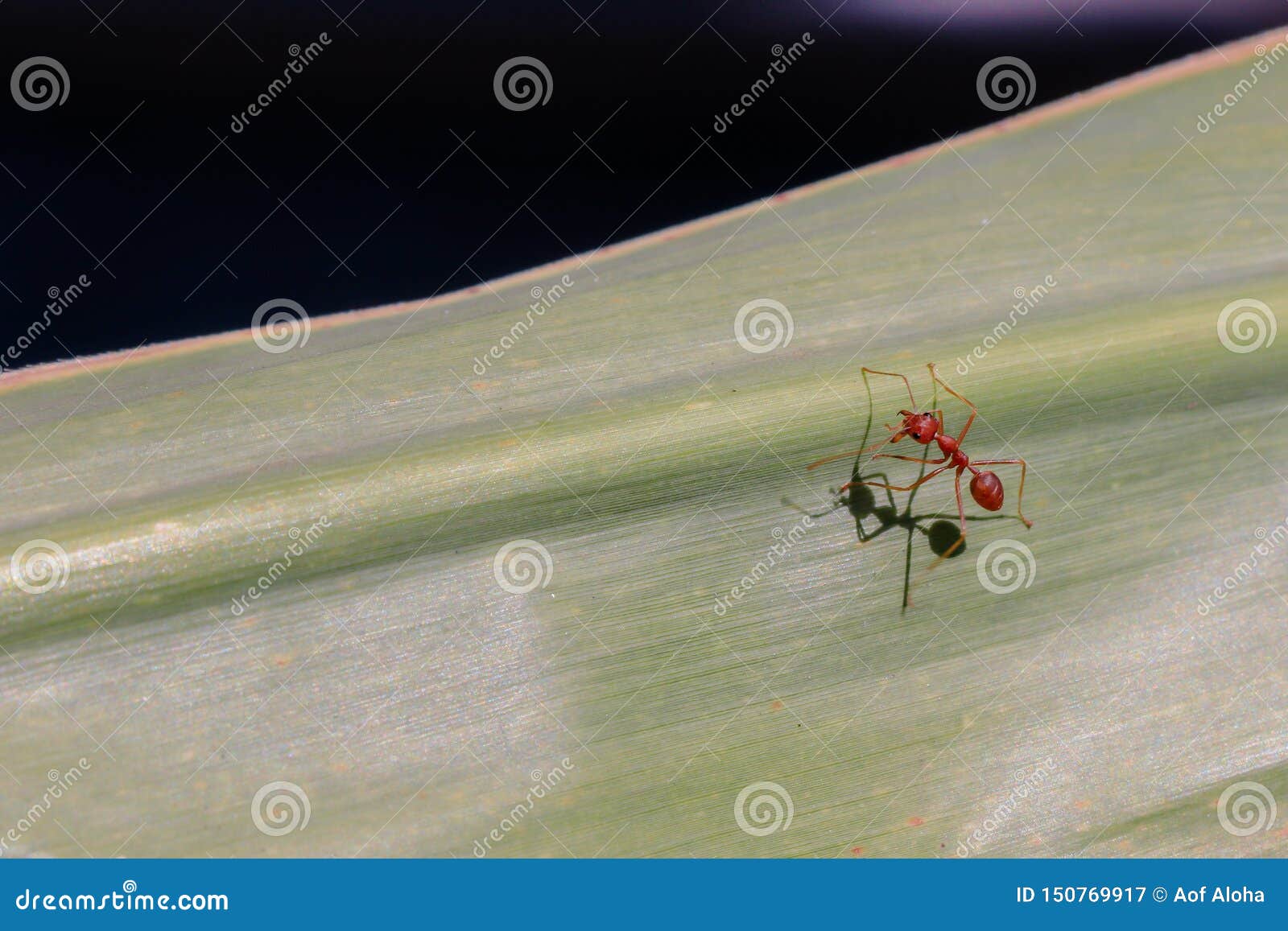 Behavior of Ant.Worker Ant are There Walking in Green Leave with in ...