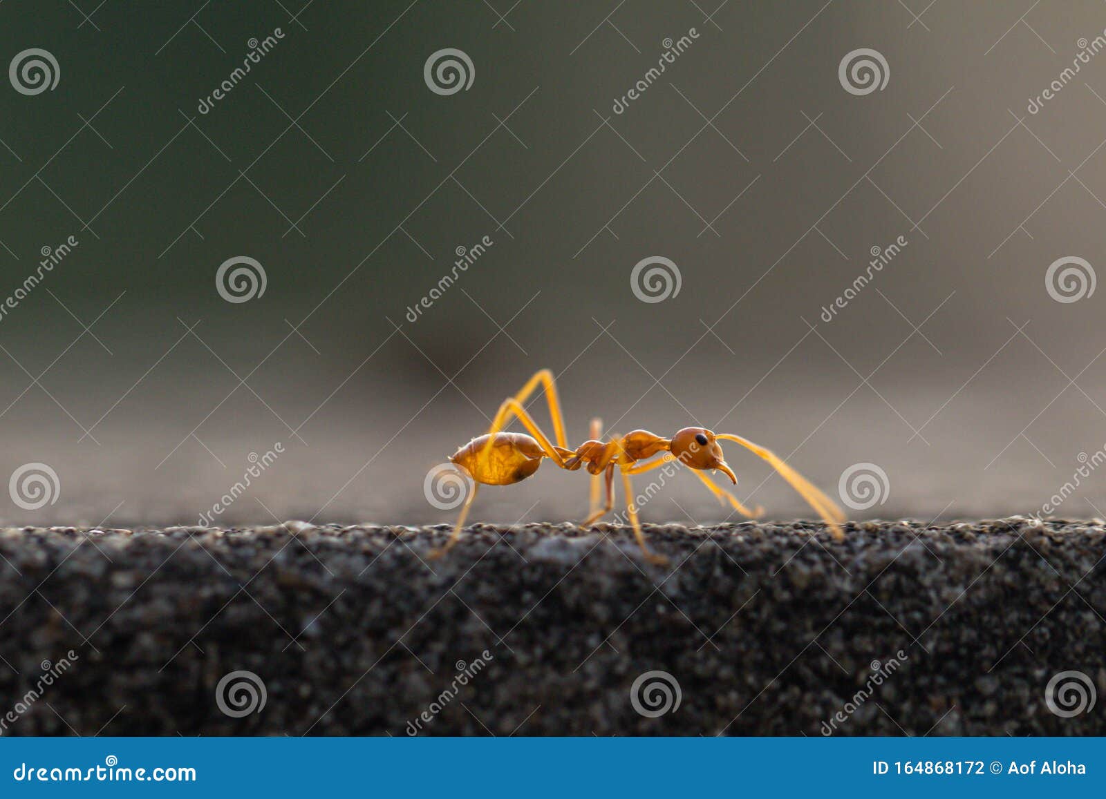 Behavior of Ants. Red Ant Walk on Gray Concrete. Stock Photo - Image of ...