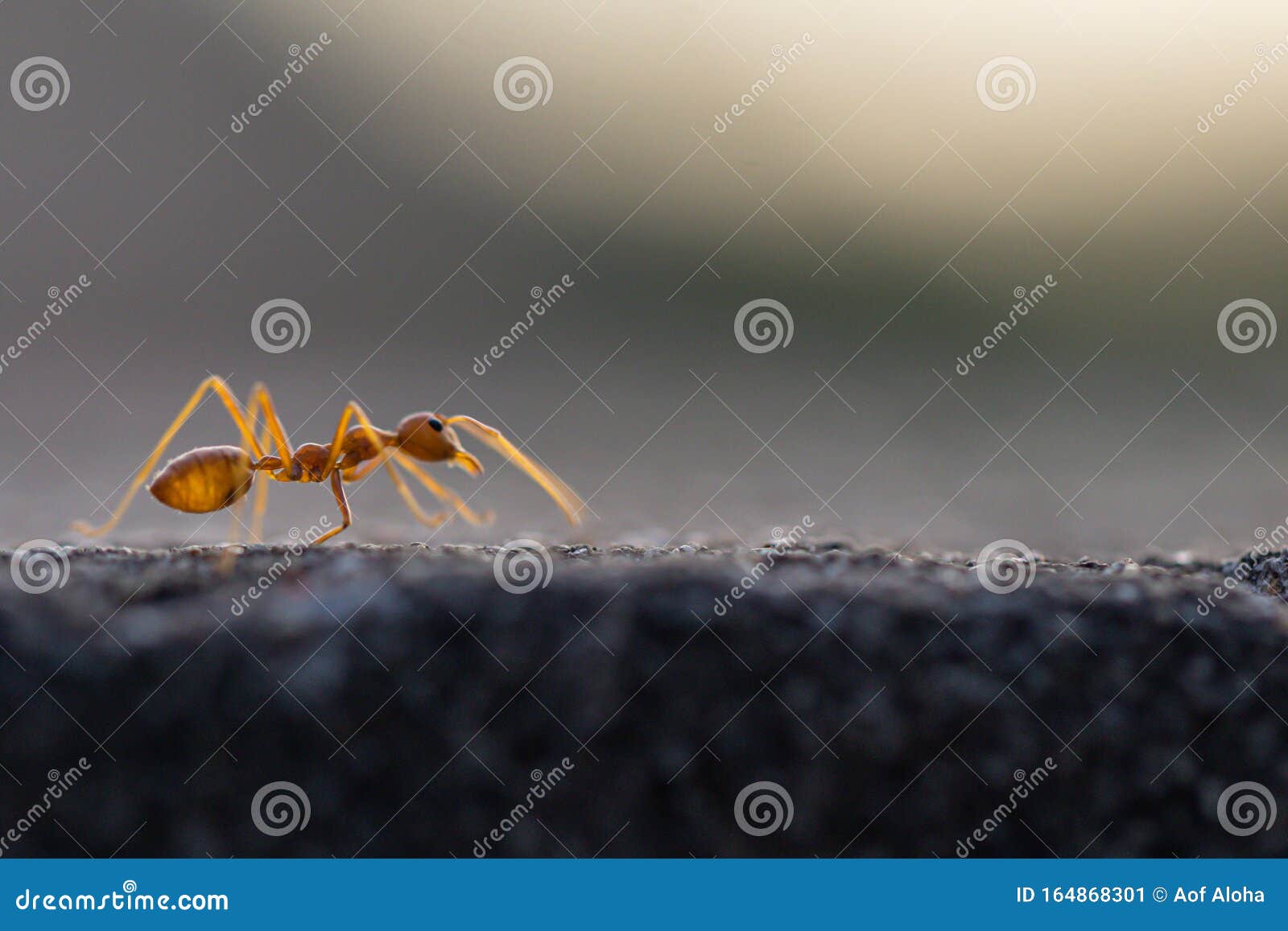 Behavior of Ants. Red Ant Walk on Gray Concrete. Stock Image - Image of ...