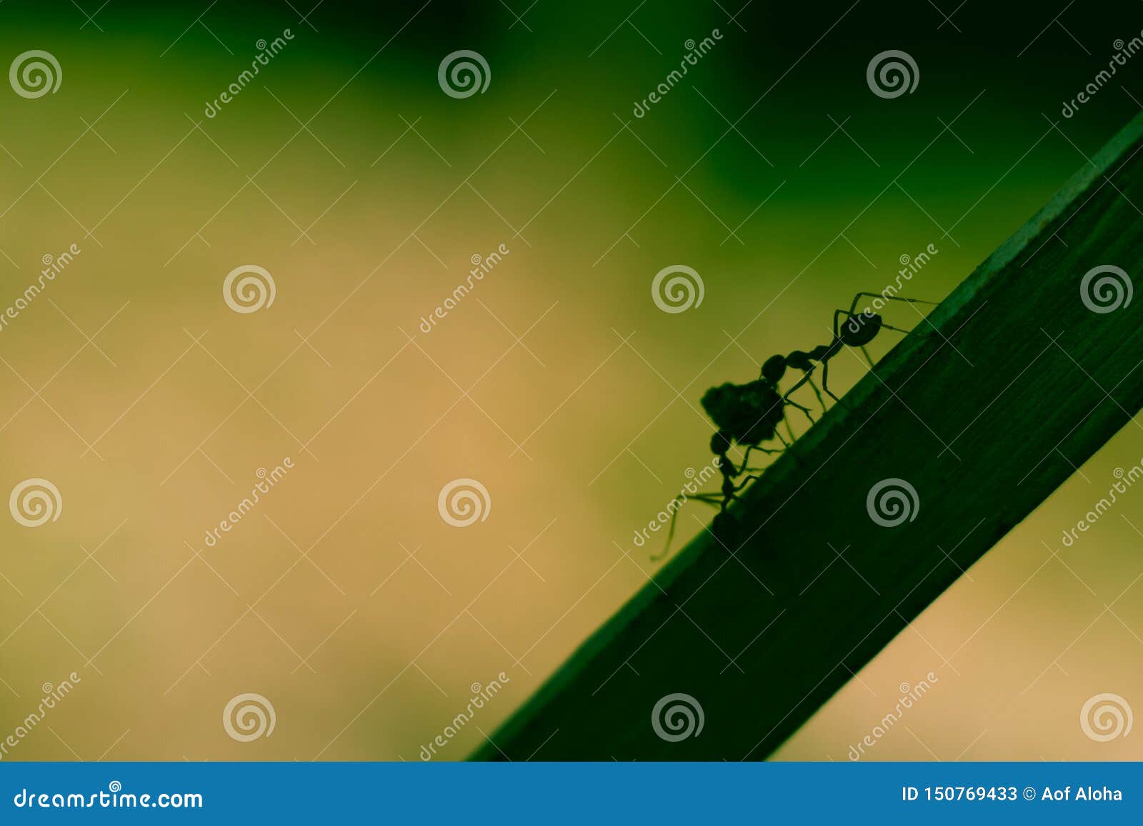 Behavior of Ants.Worker Ants are There Working Stock Image - Image of ...