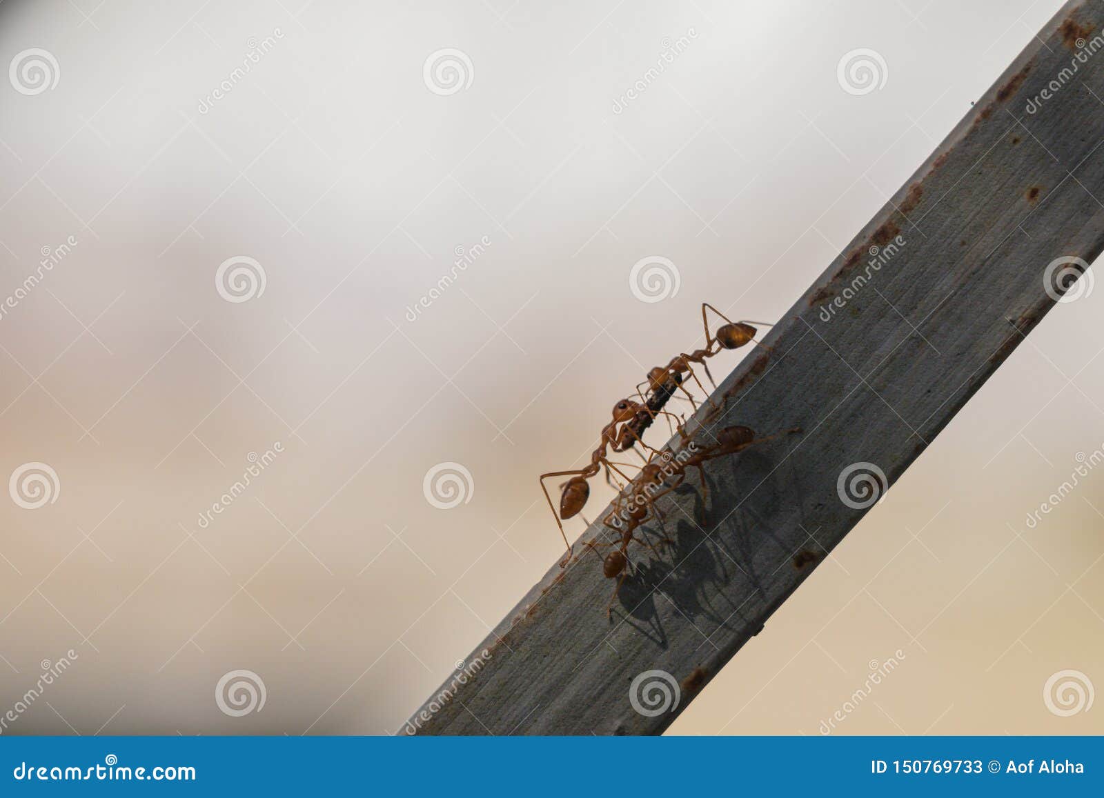 Behavior of Ants.Worker Ants are There Working Stock Image - Image of ...