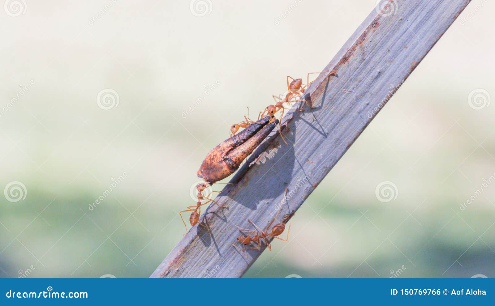 Behavior of Ants.Worker Ants are There Working Stock Photo - Image of ...