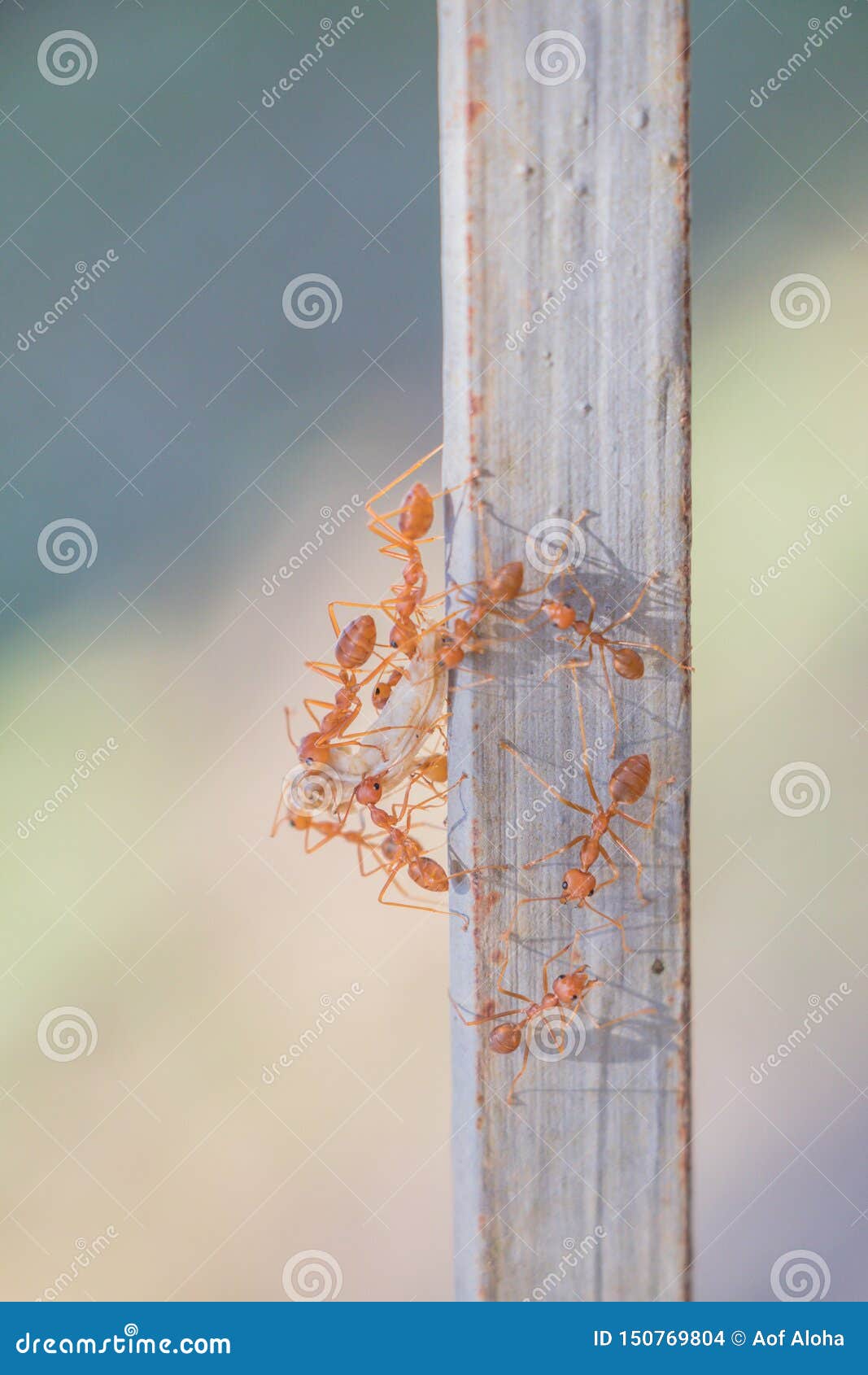 Behavior of Ants.Worker Ants are There Working Stock Photo - Image of ...