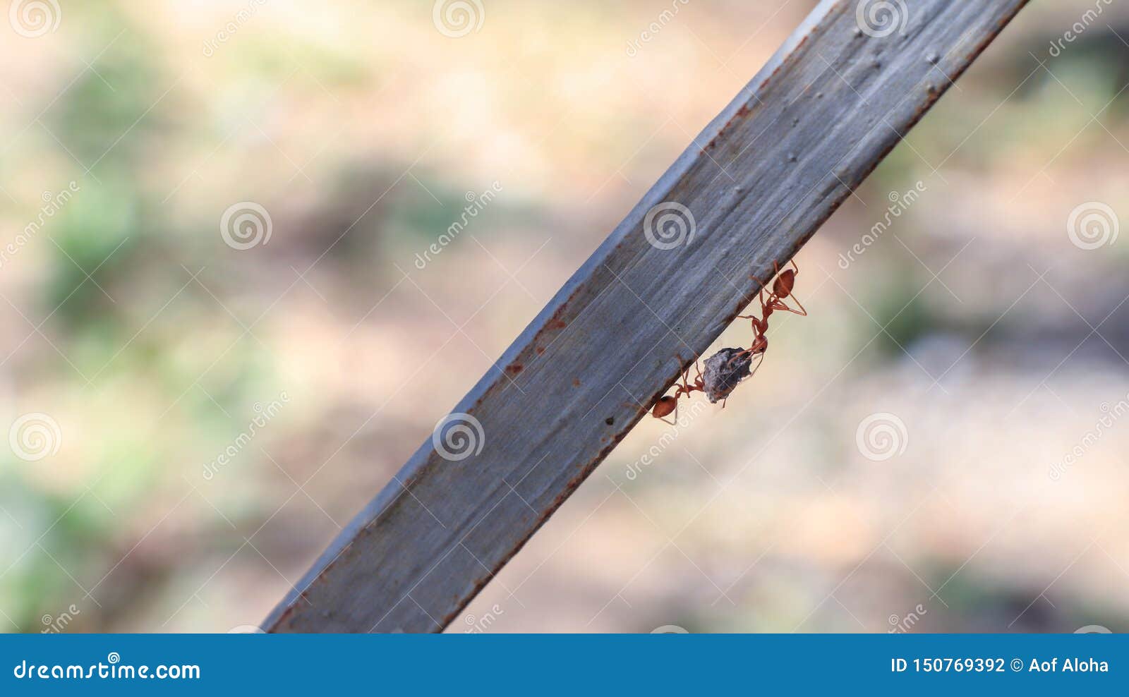 Behavior of Ants.Worker Ants are There Working Stock Photo - Image of ...