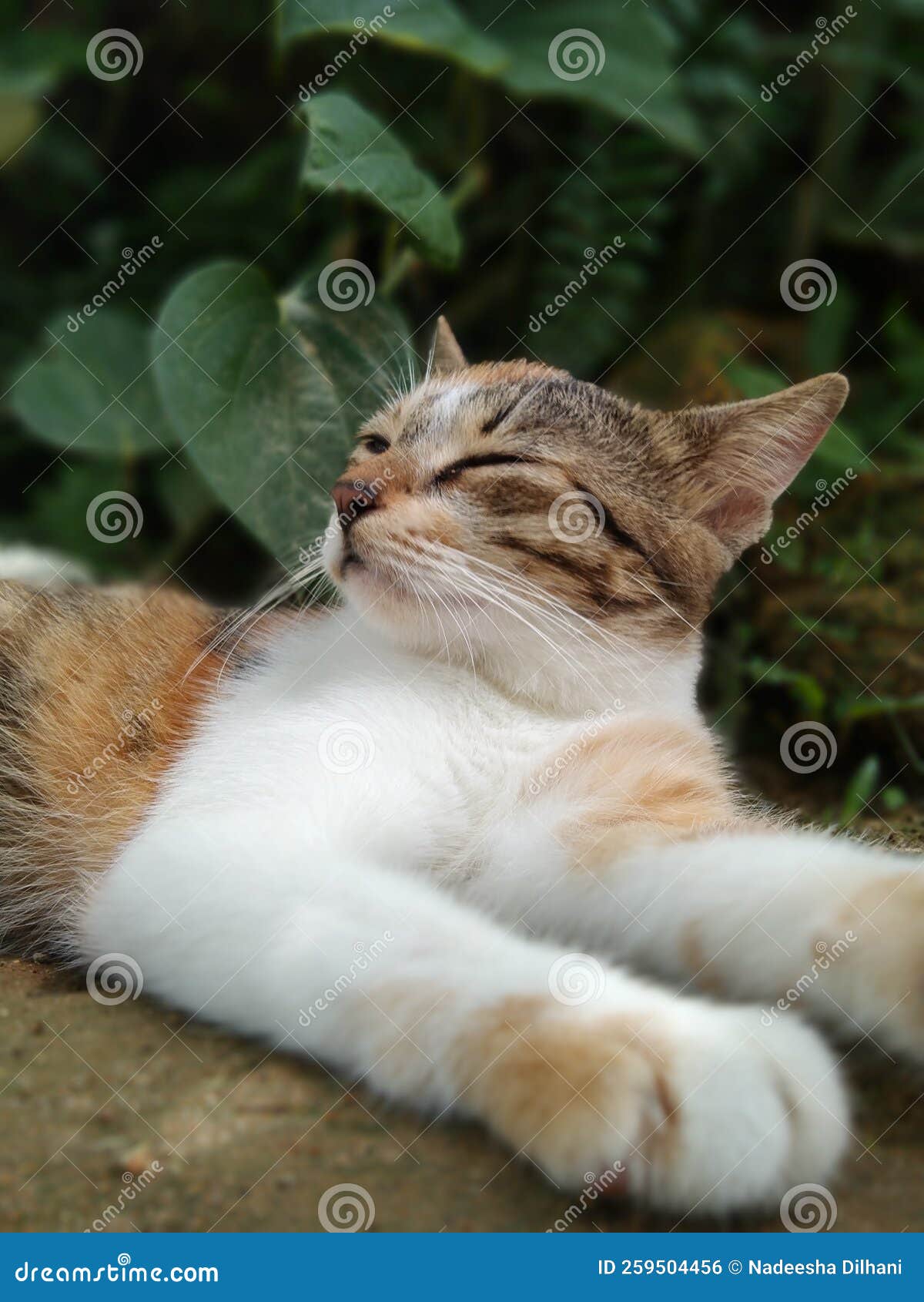 The Behavior of an Arrogant Cat Stock Photo - Image of carnivore ...