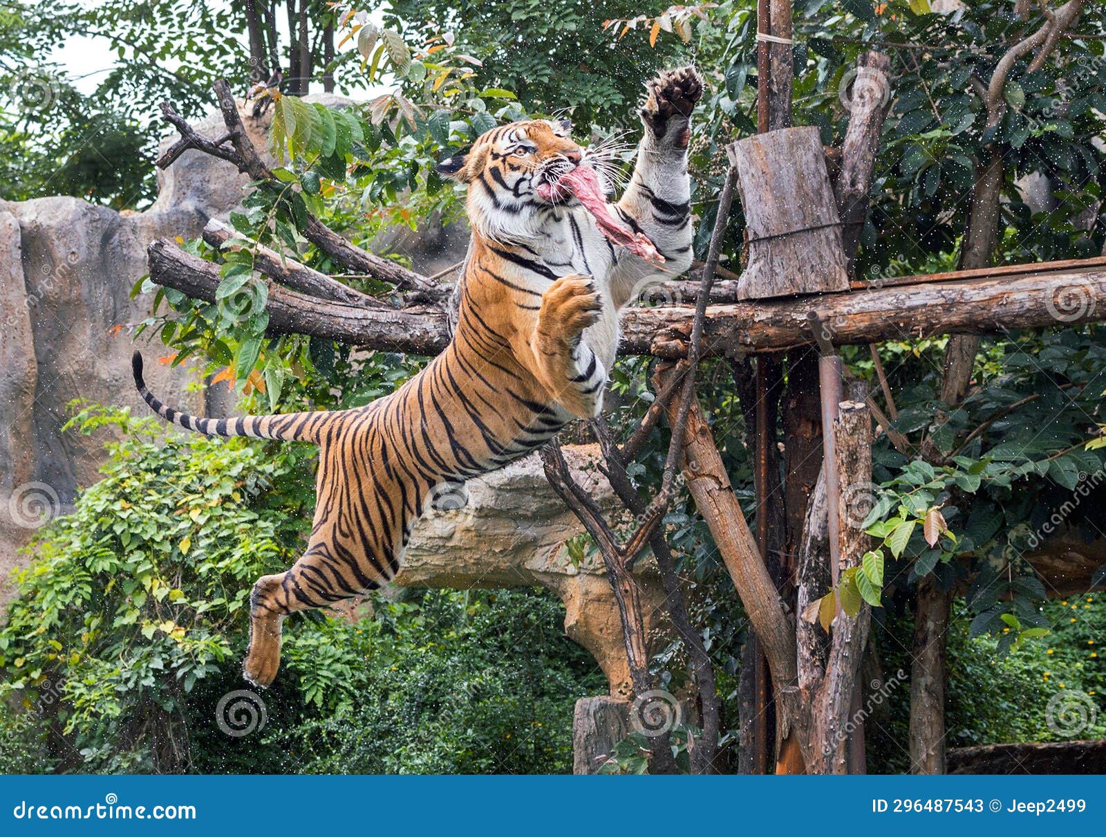 Behavior of Asian Tigers Hunting. Stock Image - Image of behavior ...