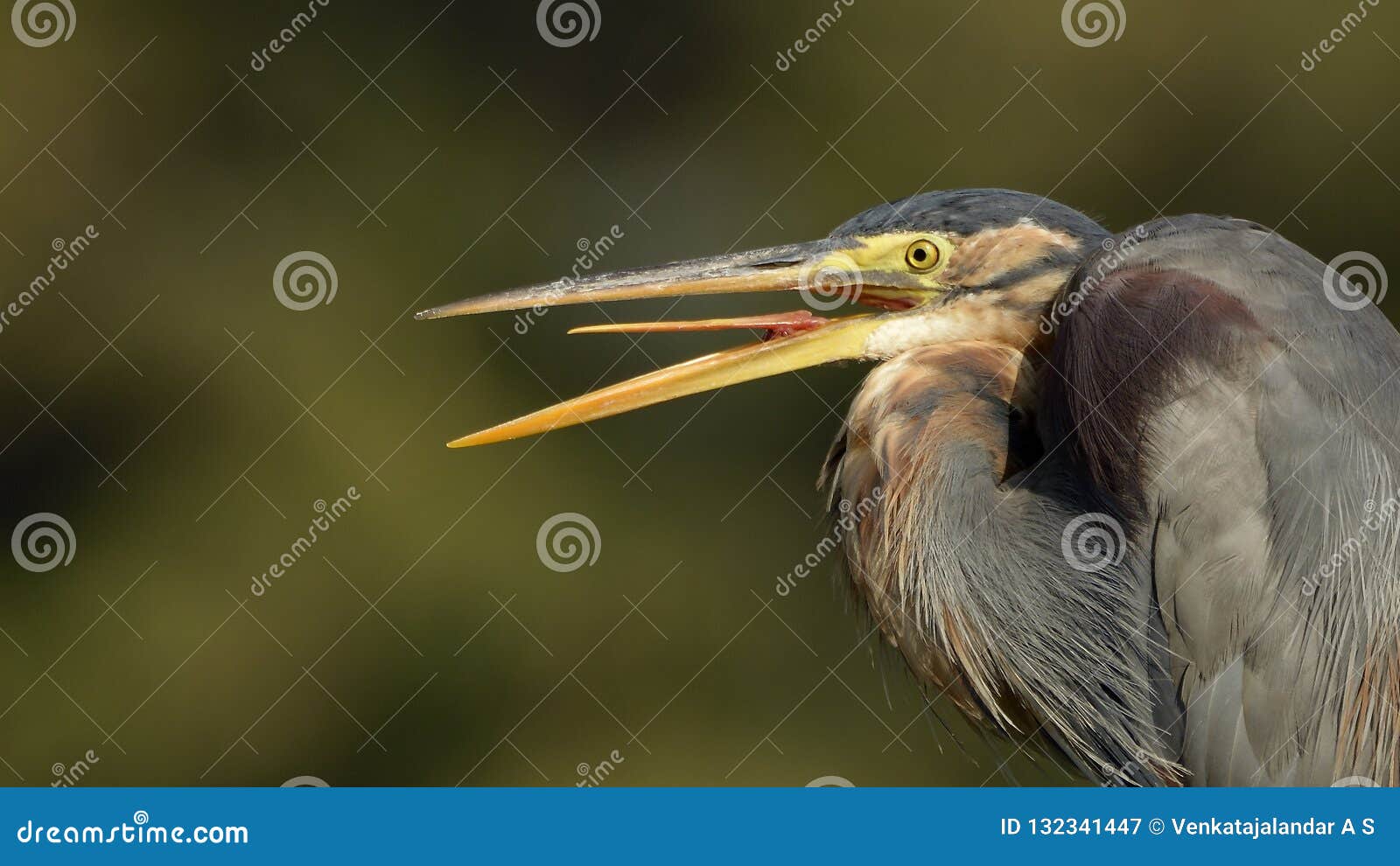 Purple Heron with Beaks Open Stock Image - Image of bird, angry: 132341447