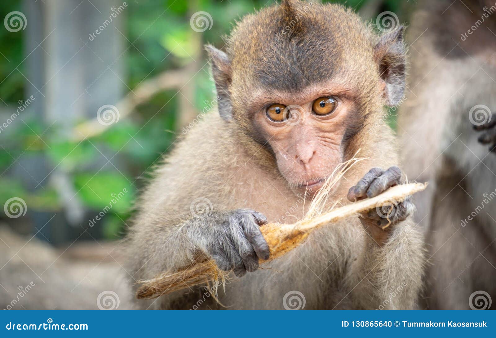 The Behavior of Monkeys Every Day Varies. Stock Photo - Image of bright ...
