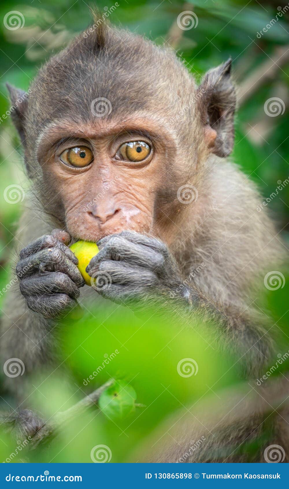 The Behavior of Monkeys Every Day Varies. Stock Photo - Image of ...