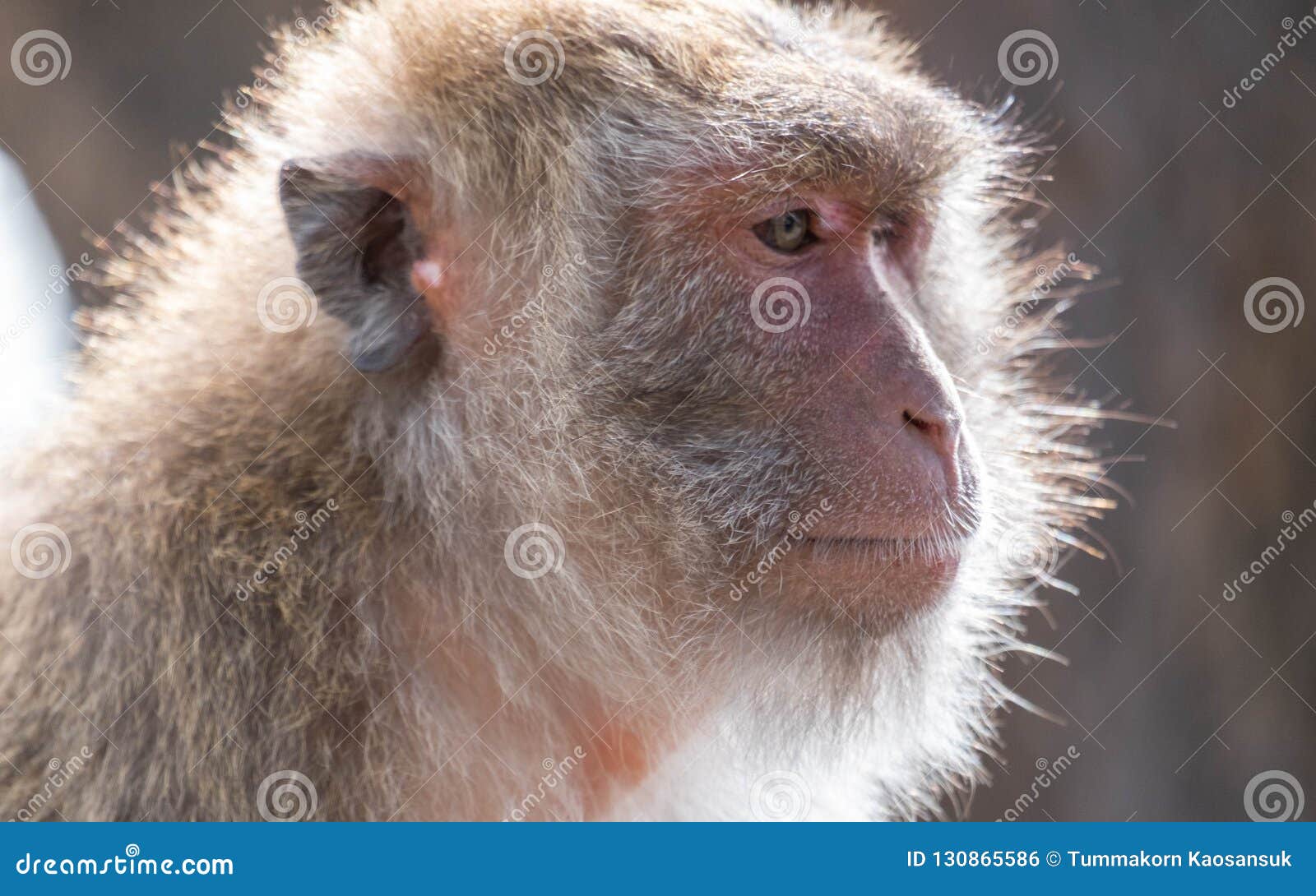 The Behavior of Monkeys Every Day Varies. Stock Photo - Image of forest ...