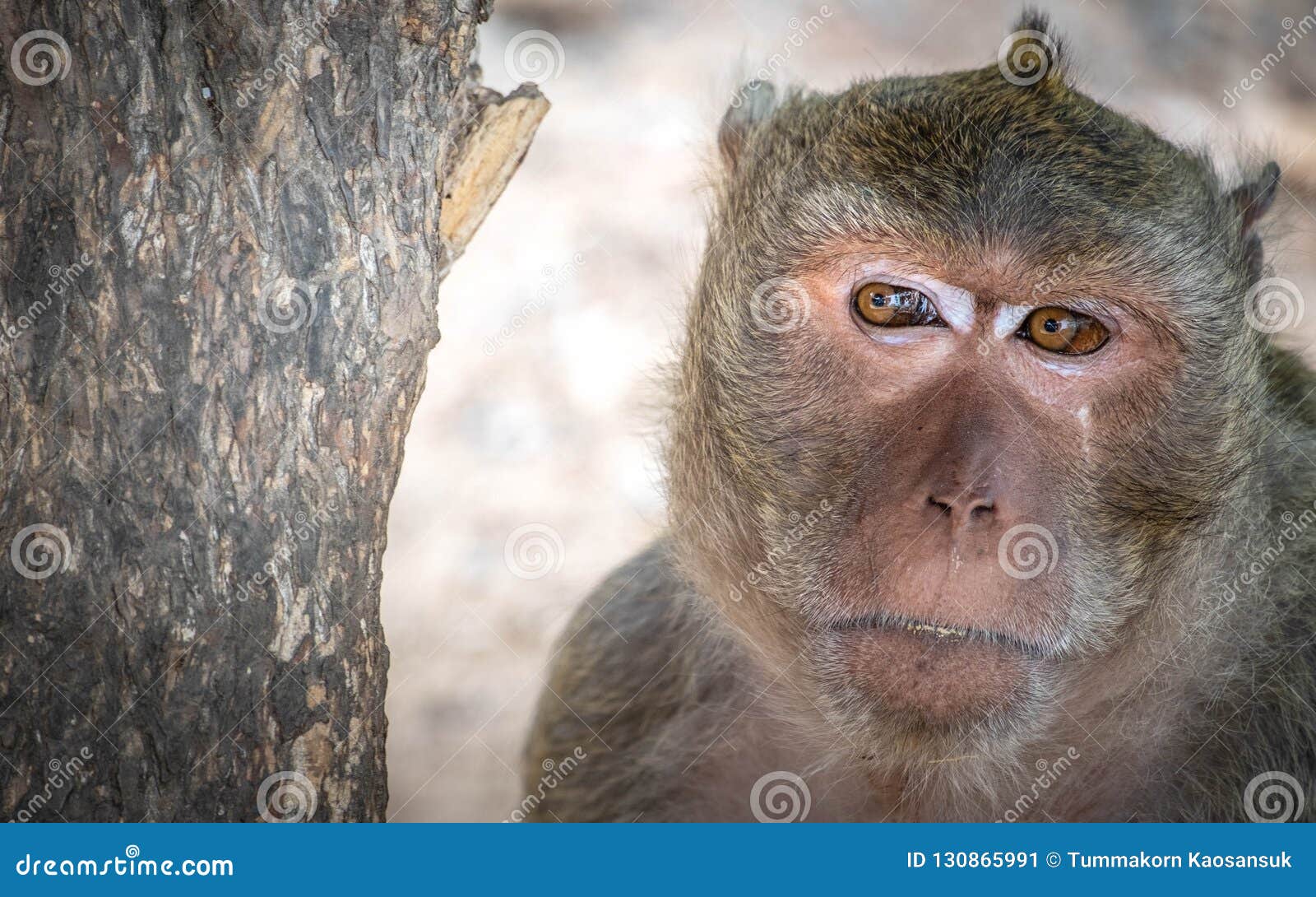 The Behavior of Monkeys Every Day Varies. Stock Image - Image of amongt ...