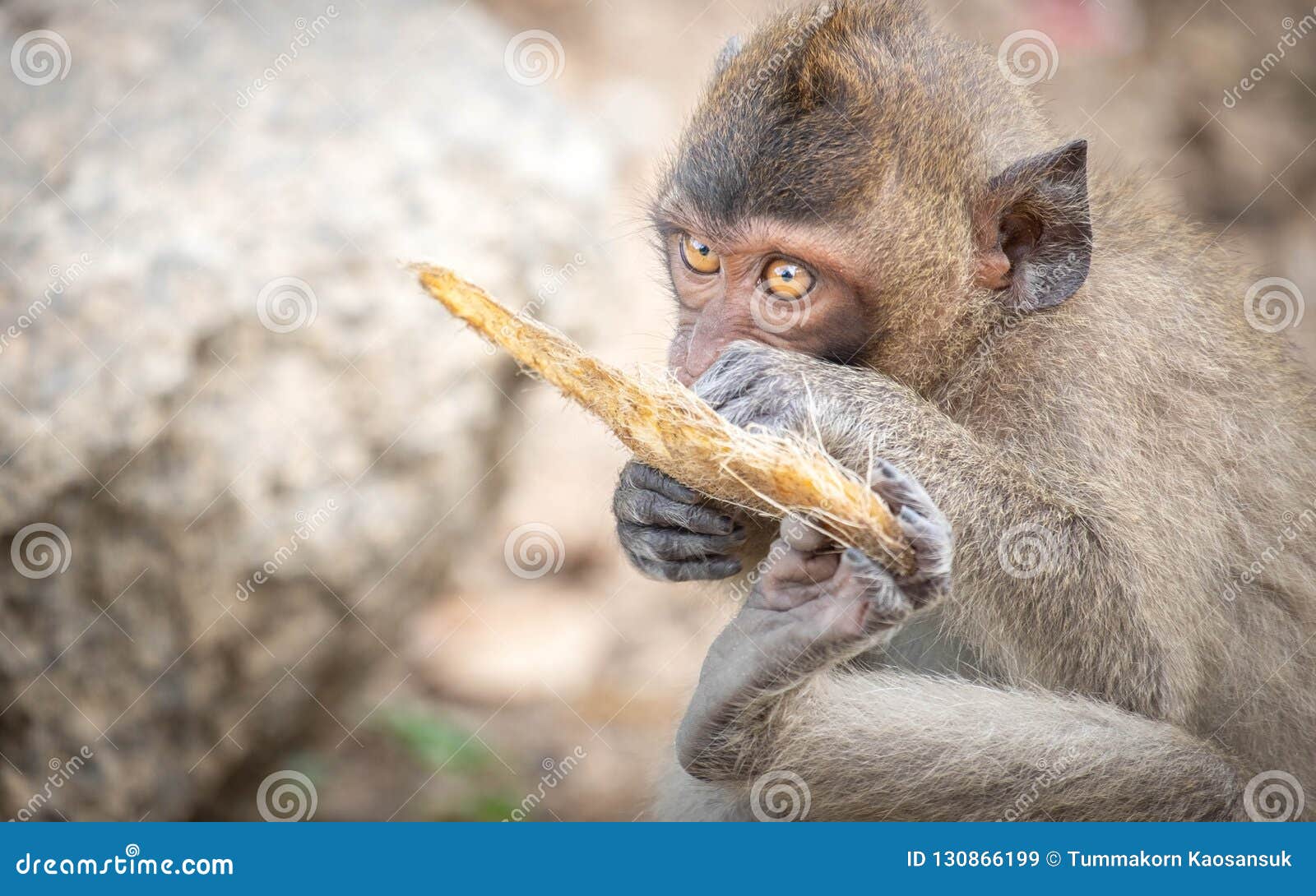 The Behavior of Monkeys Every Day Varies. Stock Image - Image of asia ...
