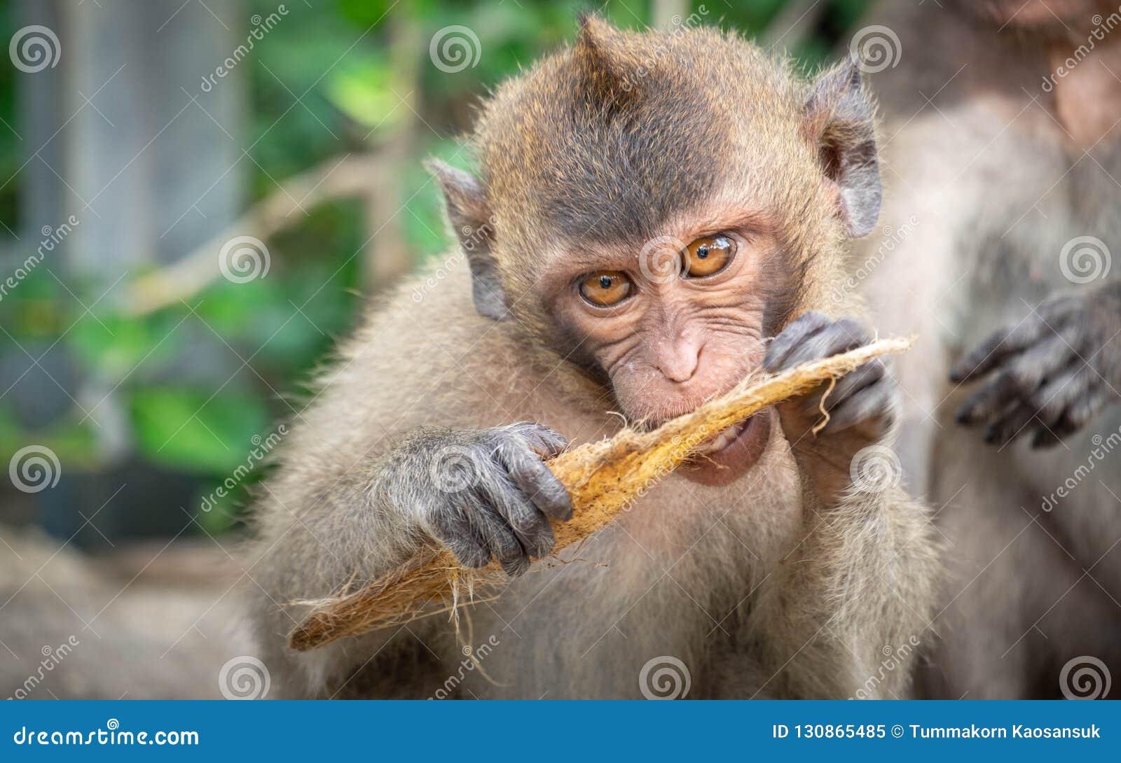 The Behavior of Monkeys Every Day Varies. Stock Image - Image of ...