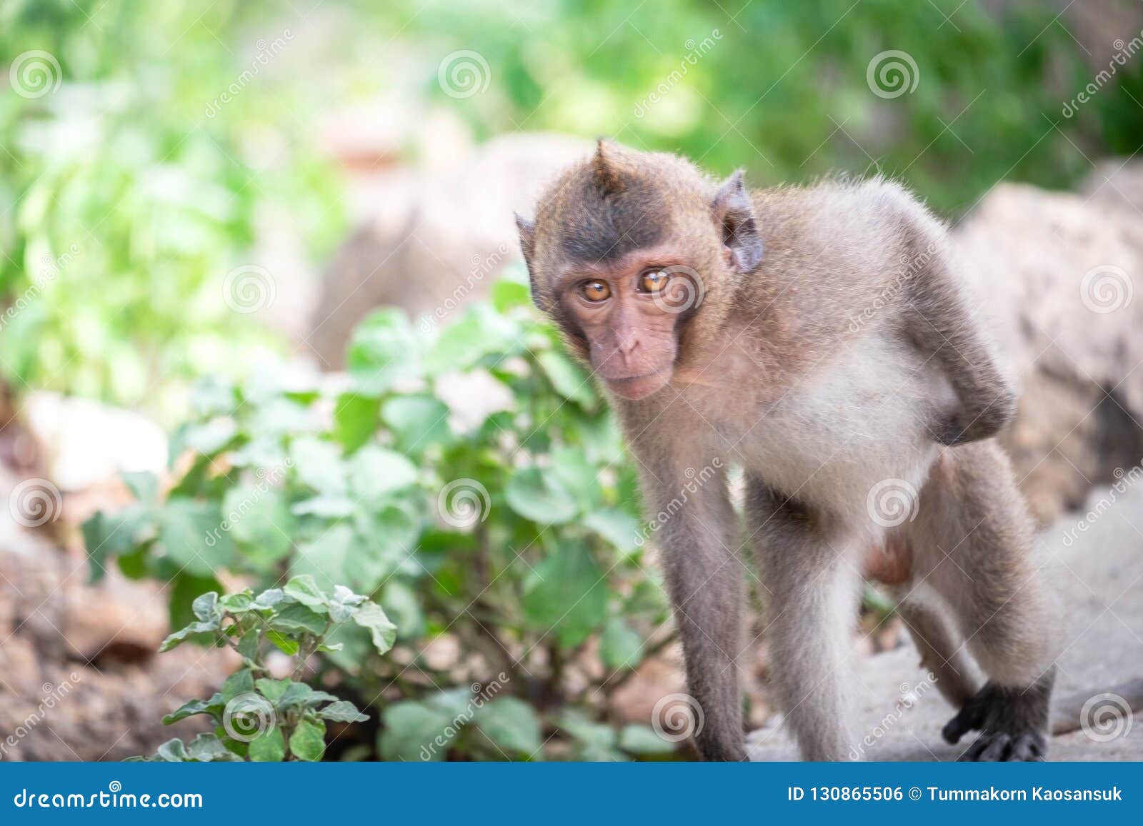 The Behavior of Monkeys Every Day Varies. Stock Photo - Image of bamboo ...