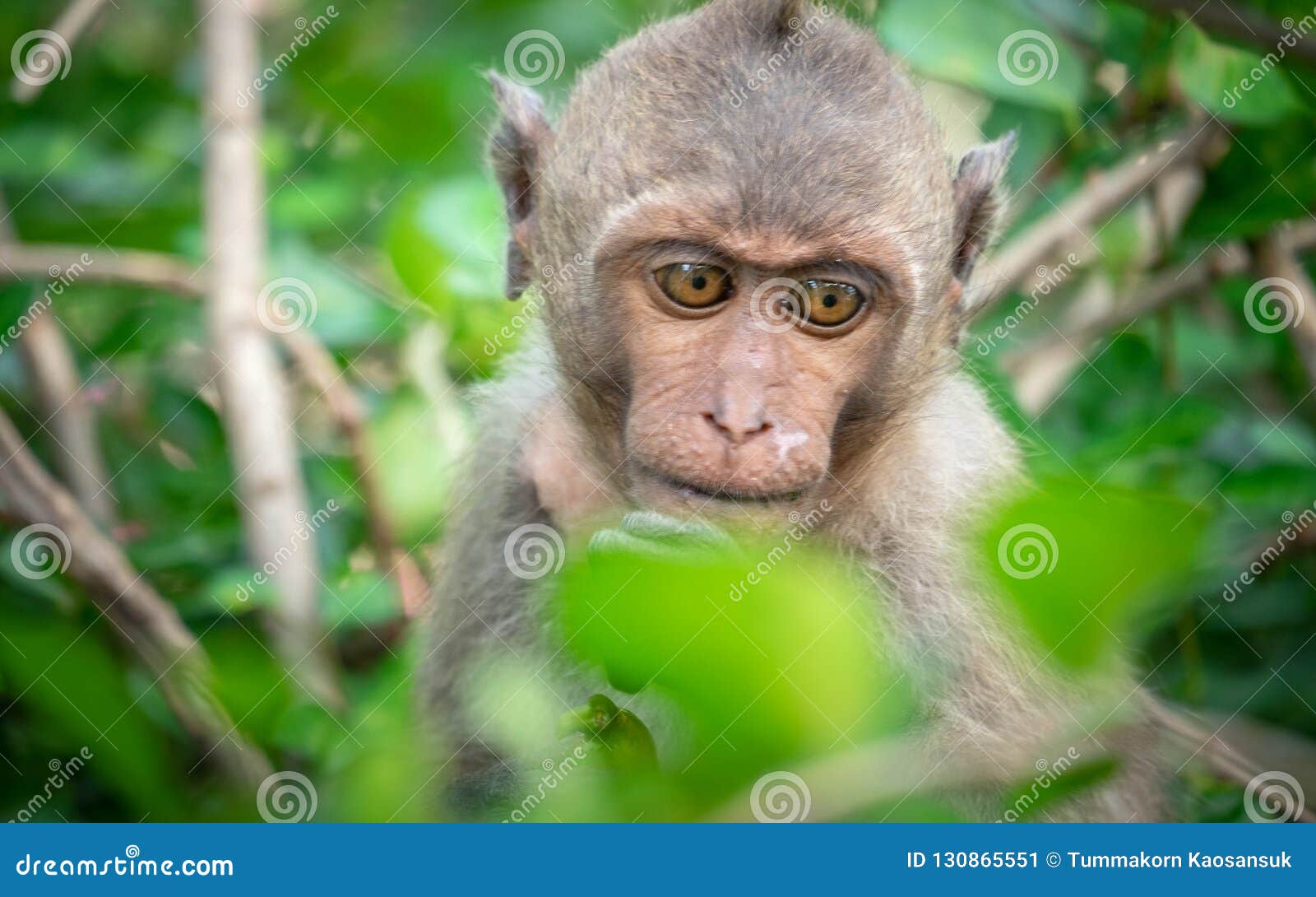 The Behavior of Monkeys Every Day Varies. Stock Image - Image of ...