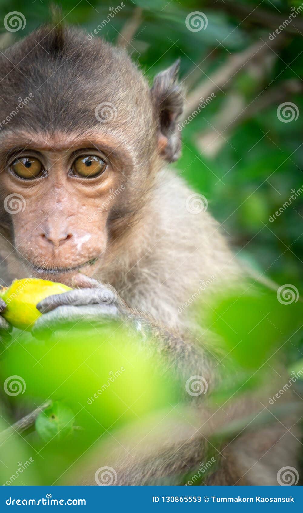 The Behavior of Monkeys Every Day Varies. Stock Image - Image of fresh ...