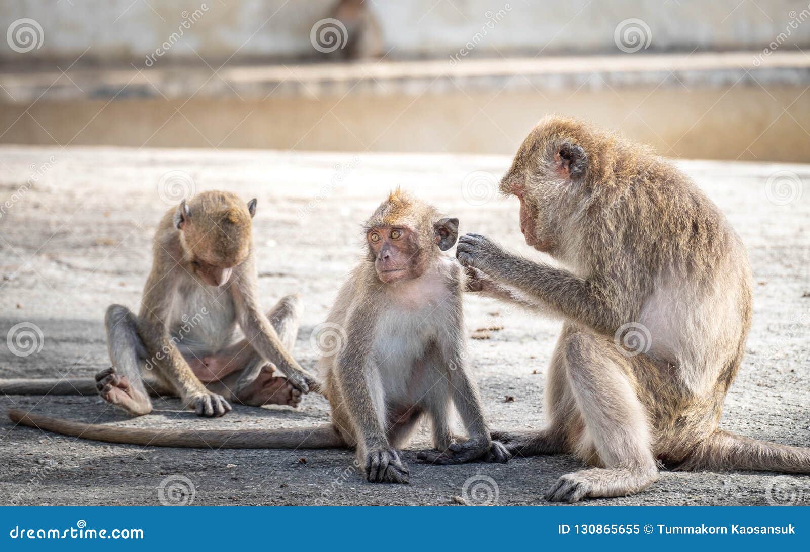 The Behavior of Monkeys Every Day Varies. Stock Image - Image of ...
