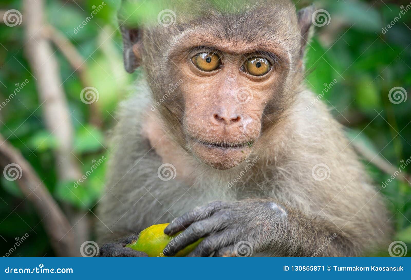 The Behavior of Monkeys Every Day Varies. Stock Image - Image of bamboo ...
