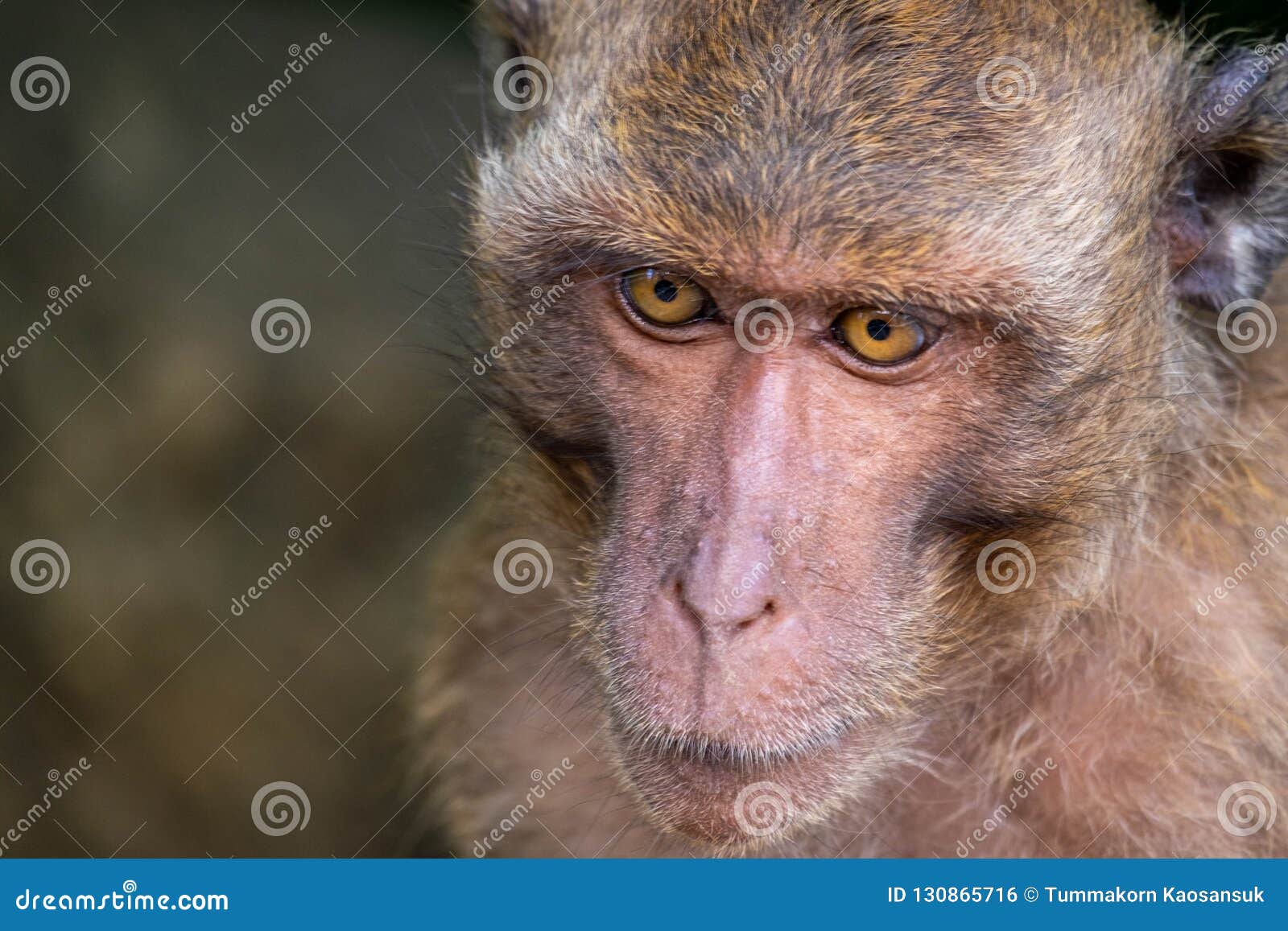 The Behavior of Monkeys Every Day Varies. Stock Photo - Image of chang ...