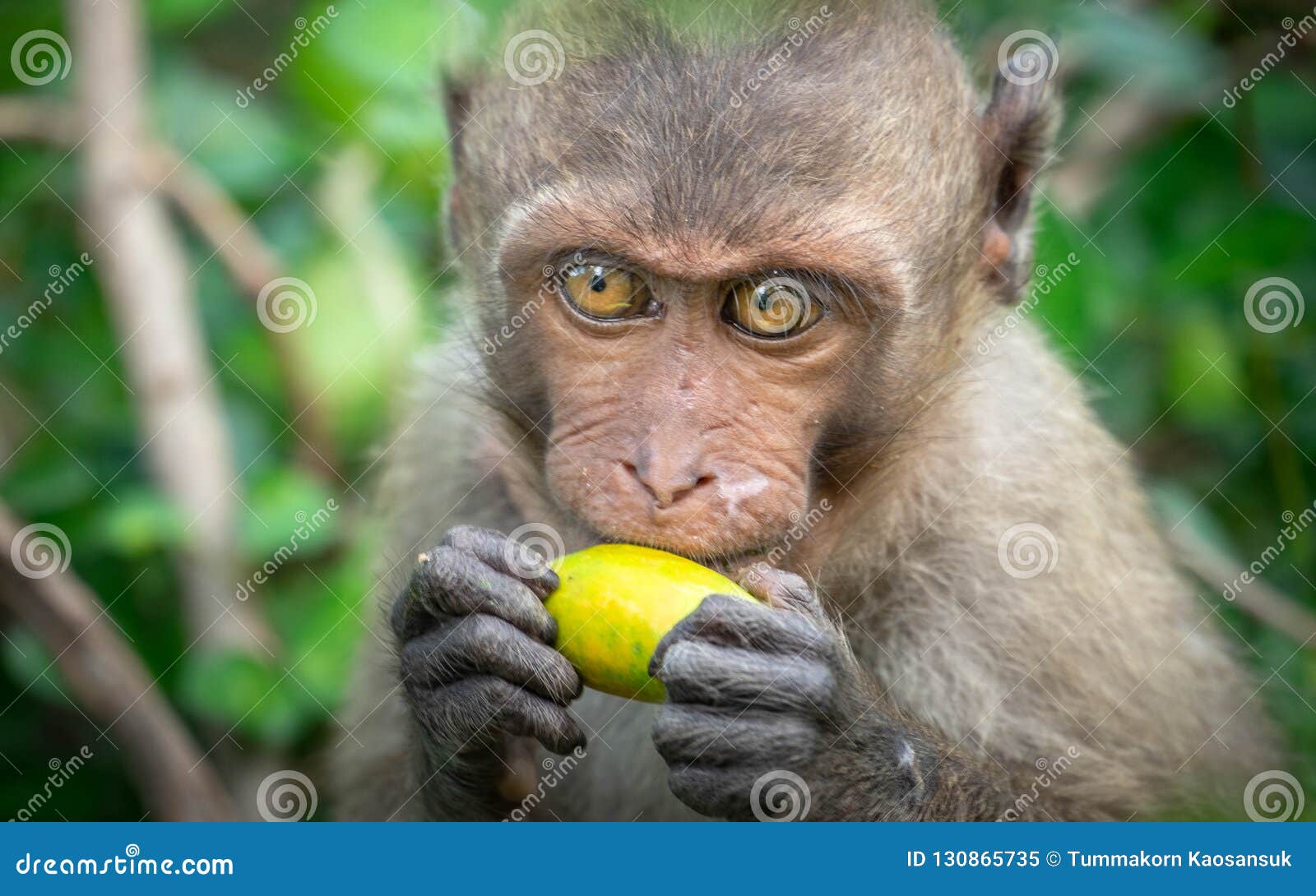 The Behavior of Monkeys Every Day Varies. Stock Image - Image of cloud ...