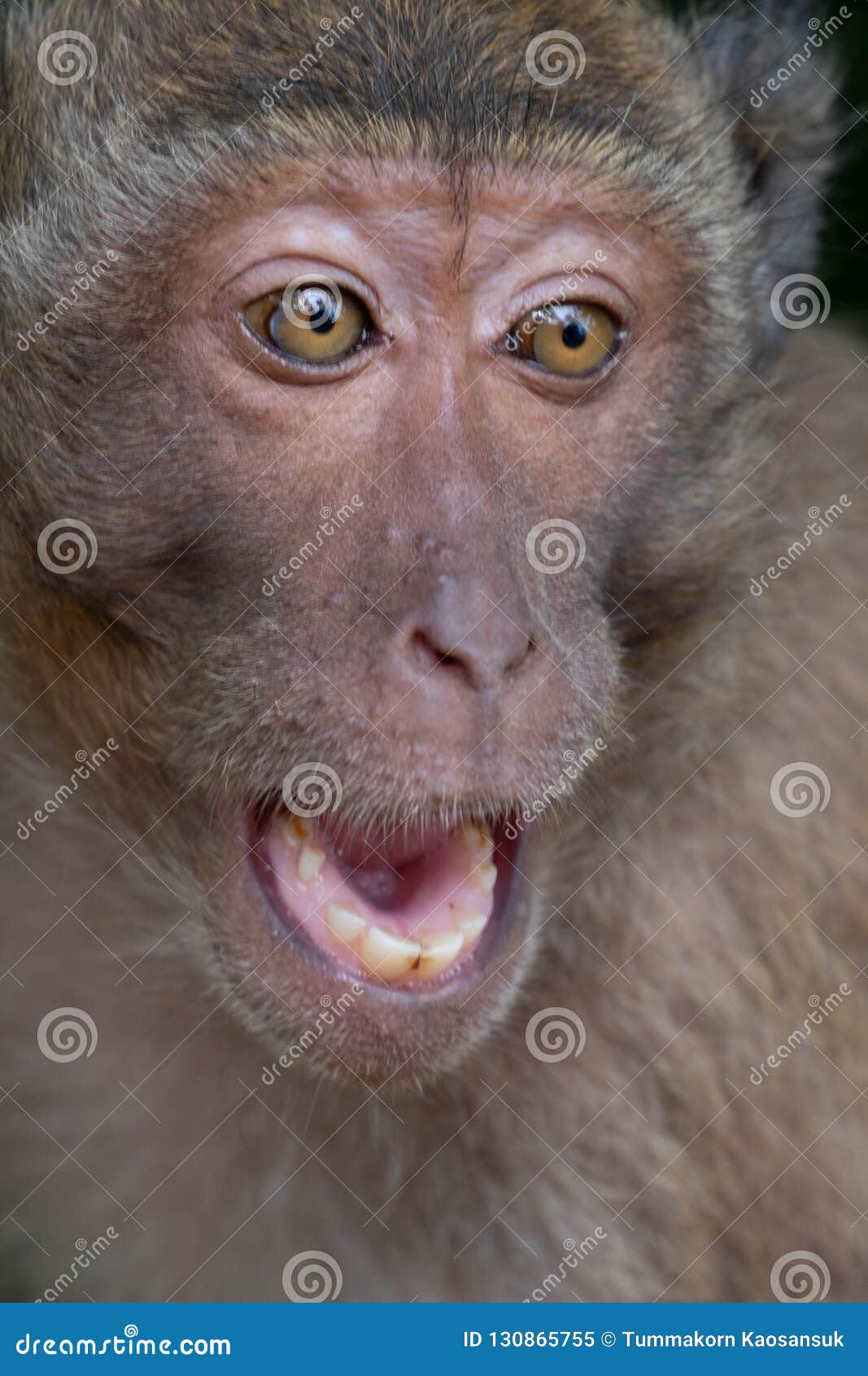 The Behavior of Monkeys Every Day Varies. Stock Image - Image of ...