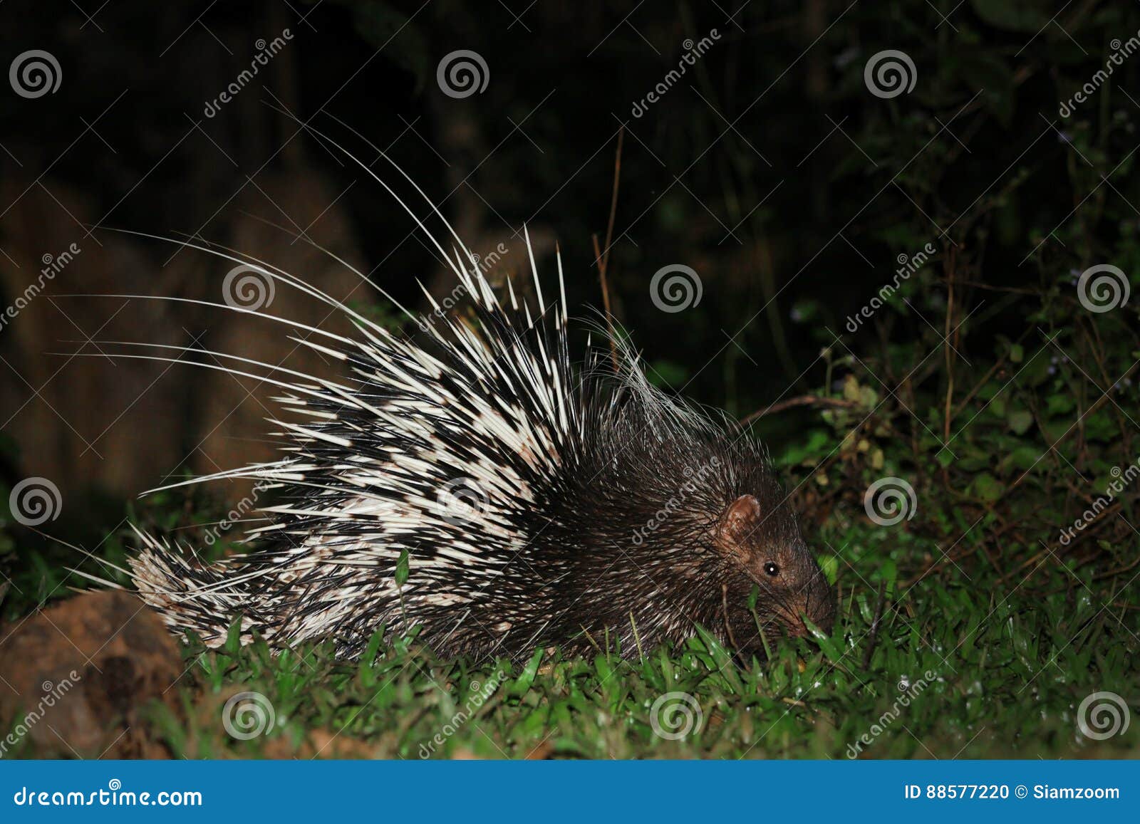 Behavior of Porcupine at Night. Stock Photo - Image of food, behavior ...