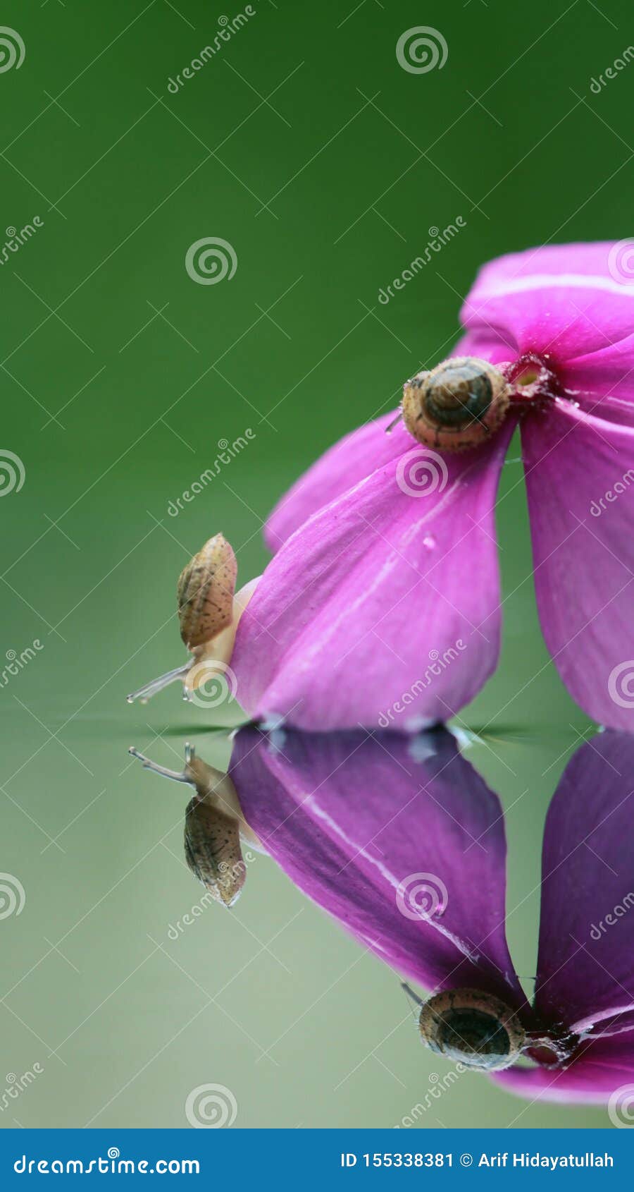 The Behavior of Snails at Purple Power Stock Image - Image of power ...