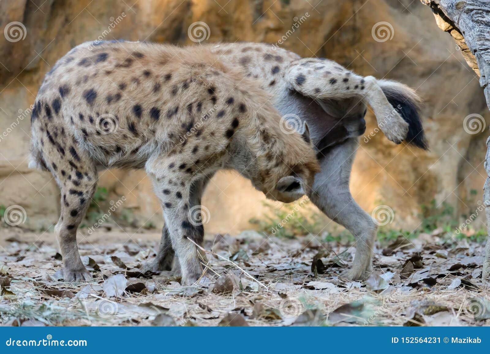 Spotted hyena stock image. Image of carnivore, mammal - 152564231