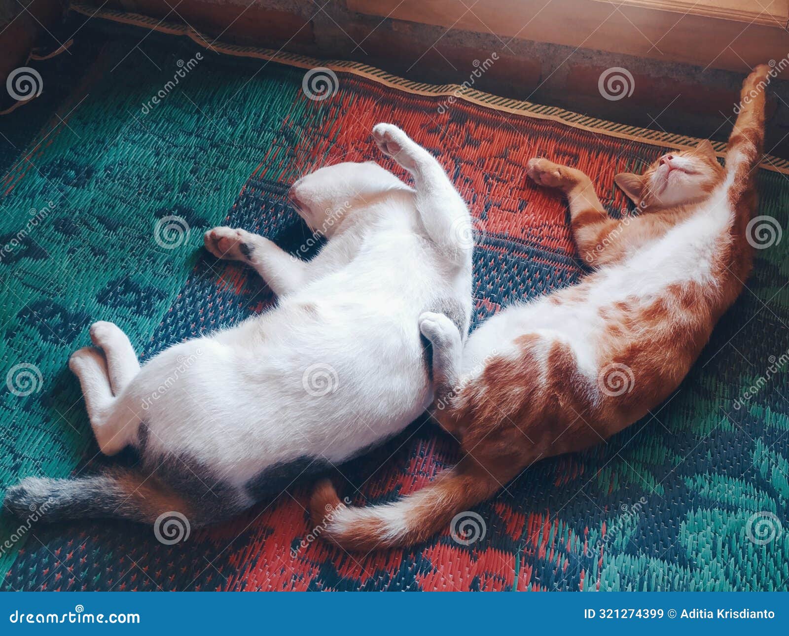 The Behavior of Two Cats Who are Fast Asleep Stock Image - Image of ...