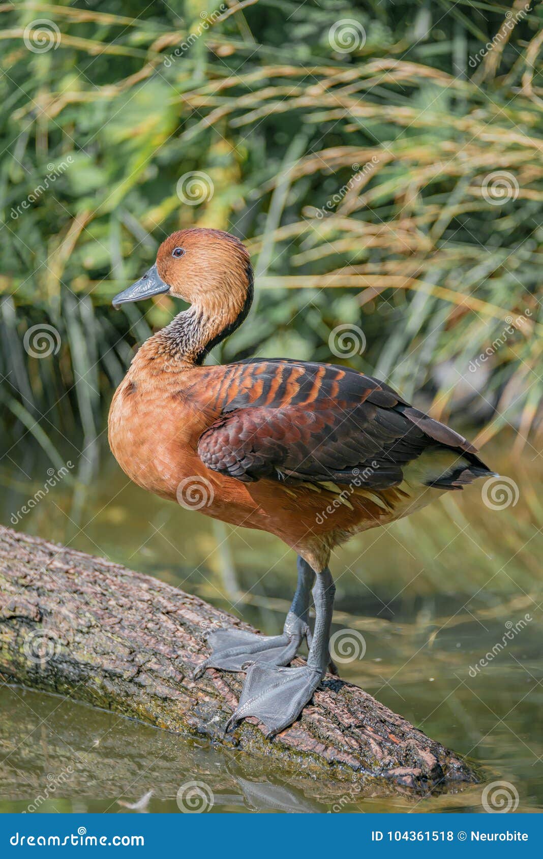 Behavior of Wild African Ducks at a Small Lake Stock Photo - Image of ...