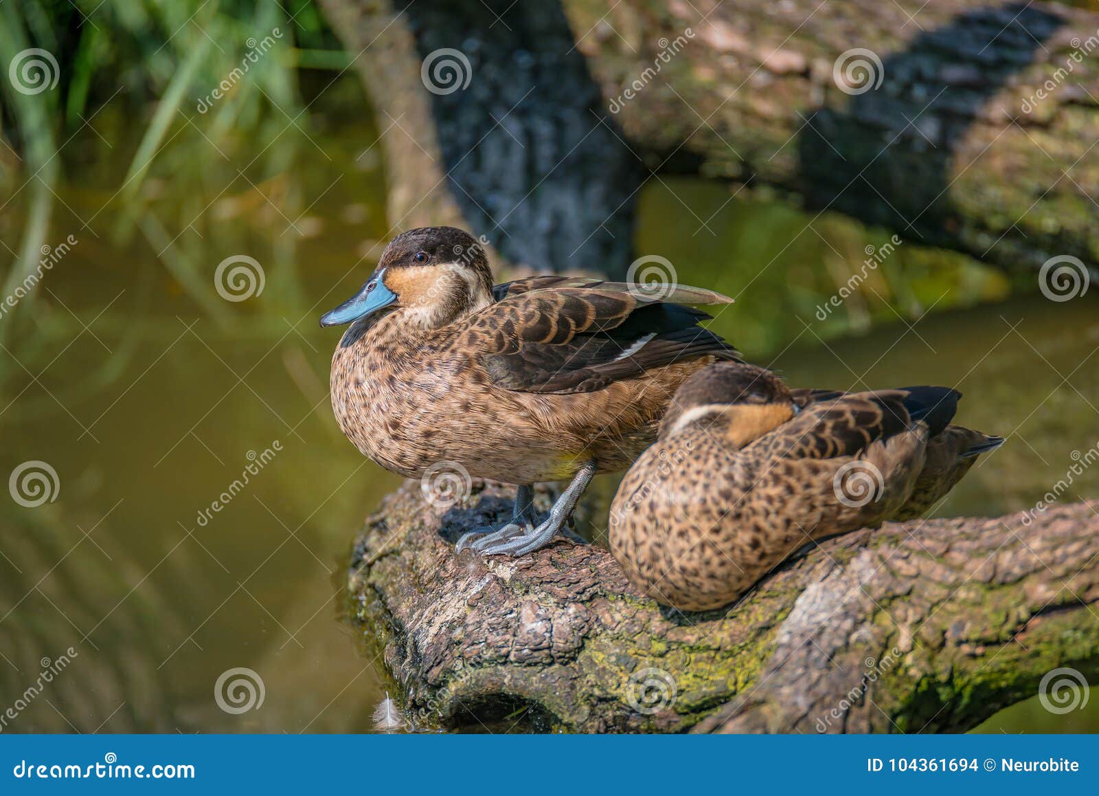 Behavior of Wild African Ducks at a Small Lake Stock Photo - Image of ...