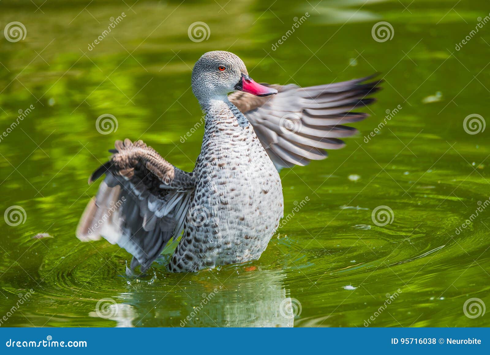 Behavior of Wild African Ducks at a Small Lake Stock Photo - Image of ...
